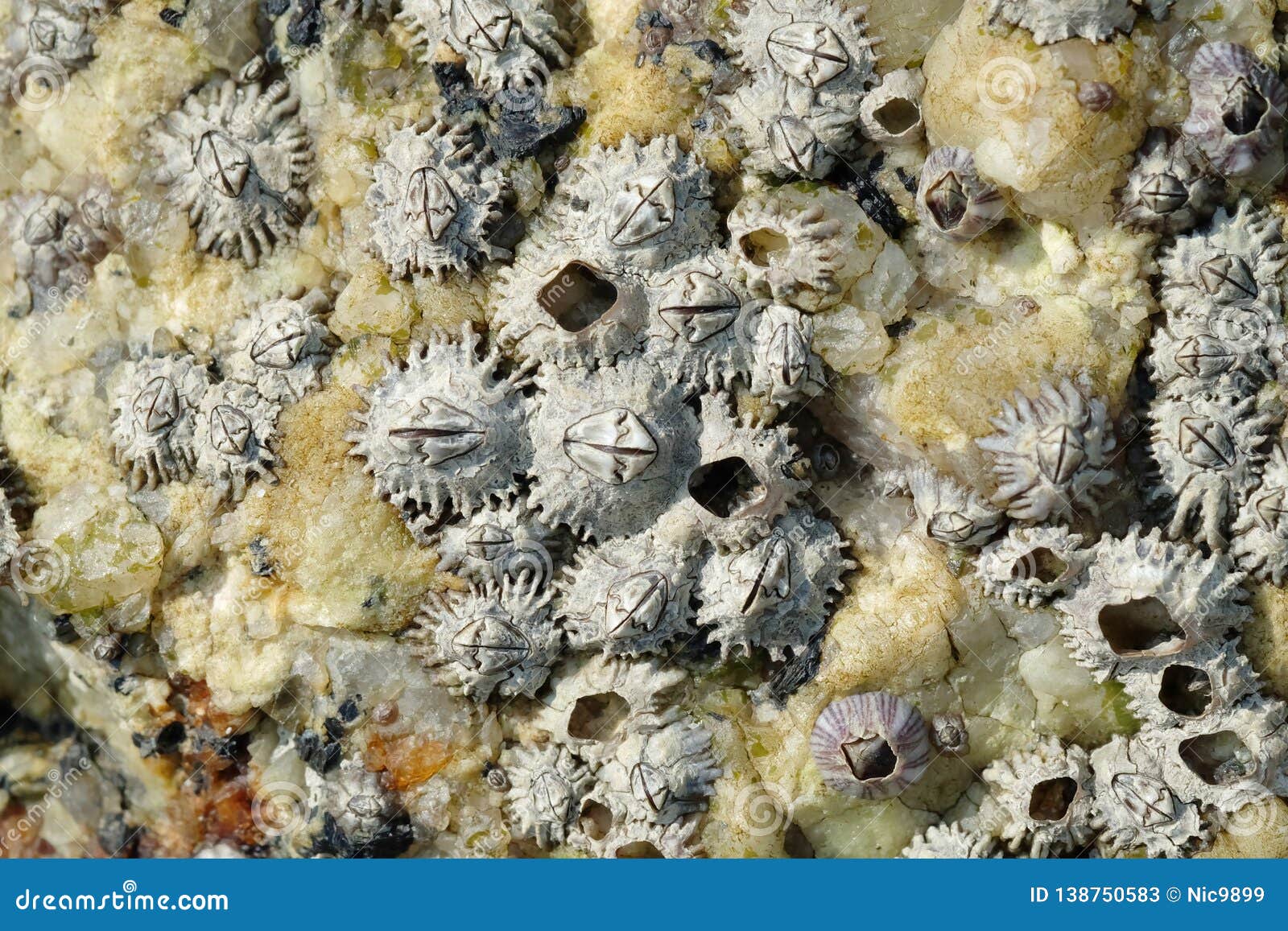 Close Up Shot of Barnacles on a Rock Stock Image - Image of detail ...