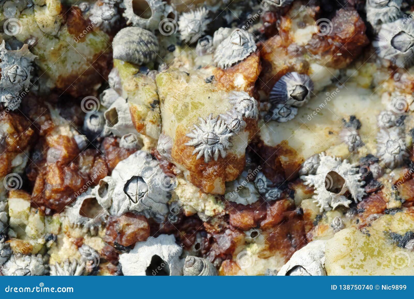 Close Up Shot of Barnacles on a Rock Stock Photo - Image of close ...