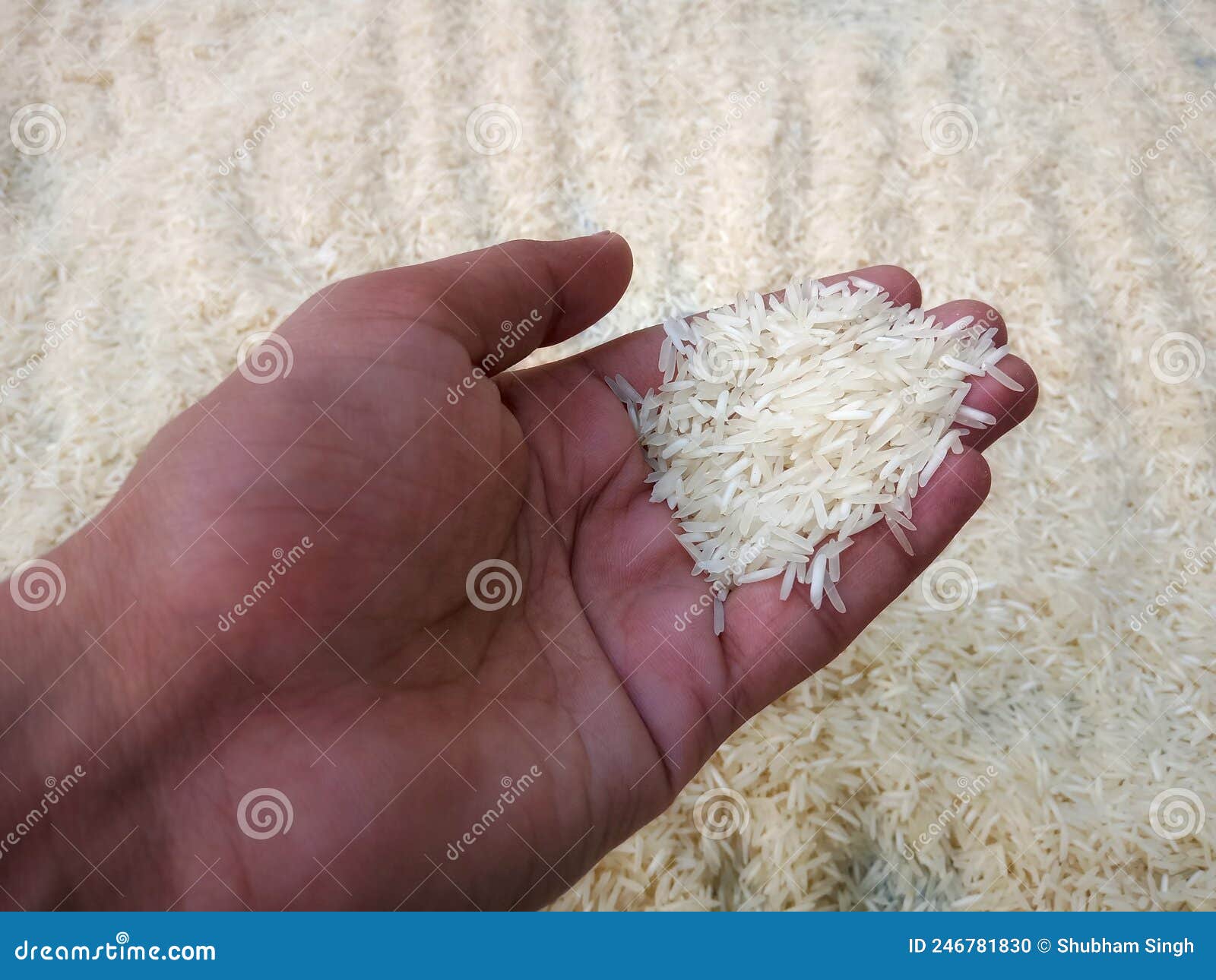 Close Up Shot of Basmati Rice in Hand. Stock Photo - Image of farmer ...