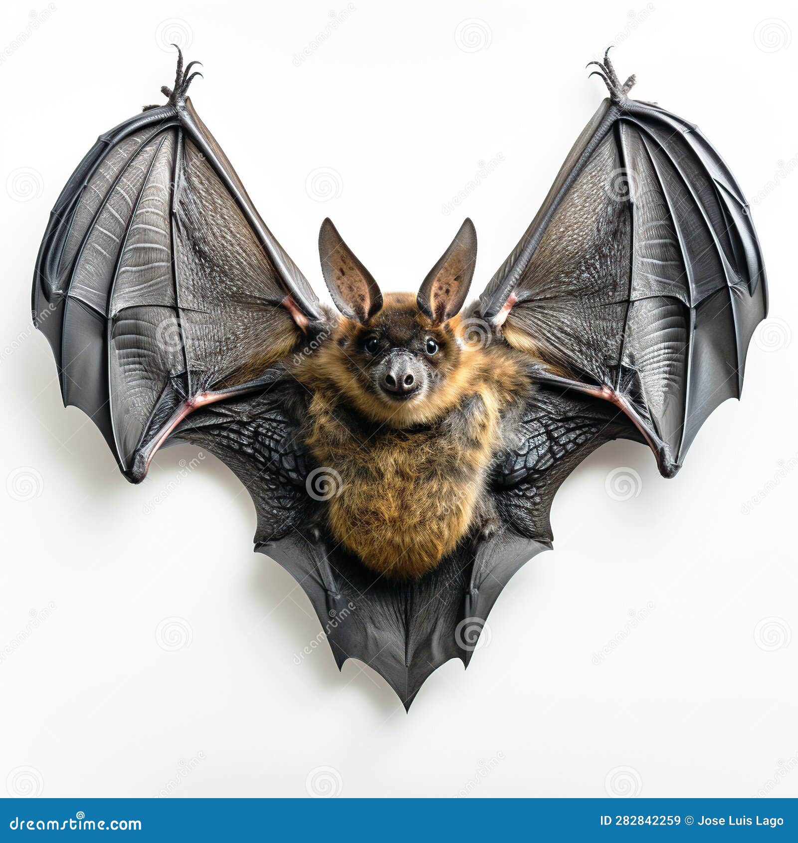 Close up shot of bat stock illustration. Illustration of night - 282842259