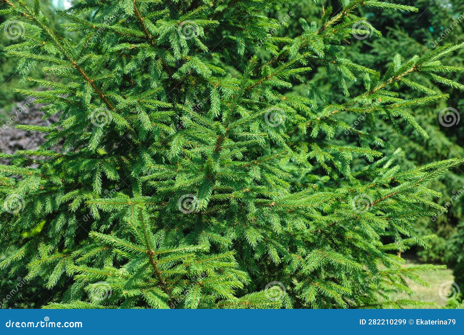 A Close-up Shot of a Beautiful Evergreen Tree in Nature Stock Image ...