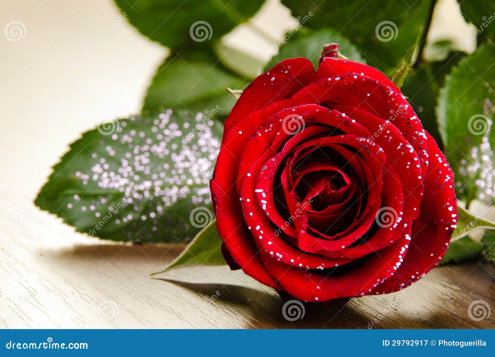 Beautiful red rose stock image. Image of copyspace, floral - 29792917