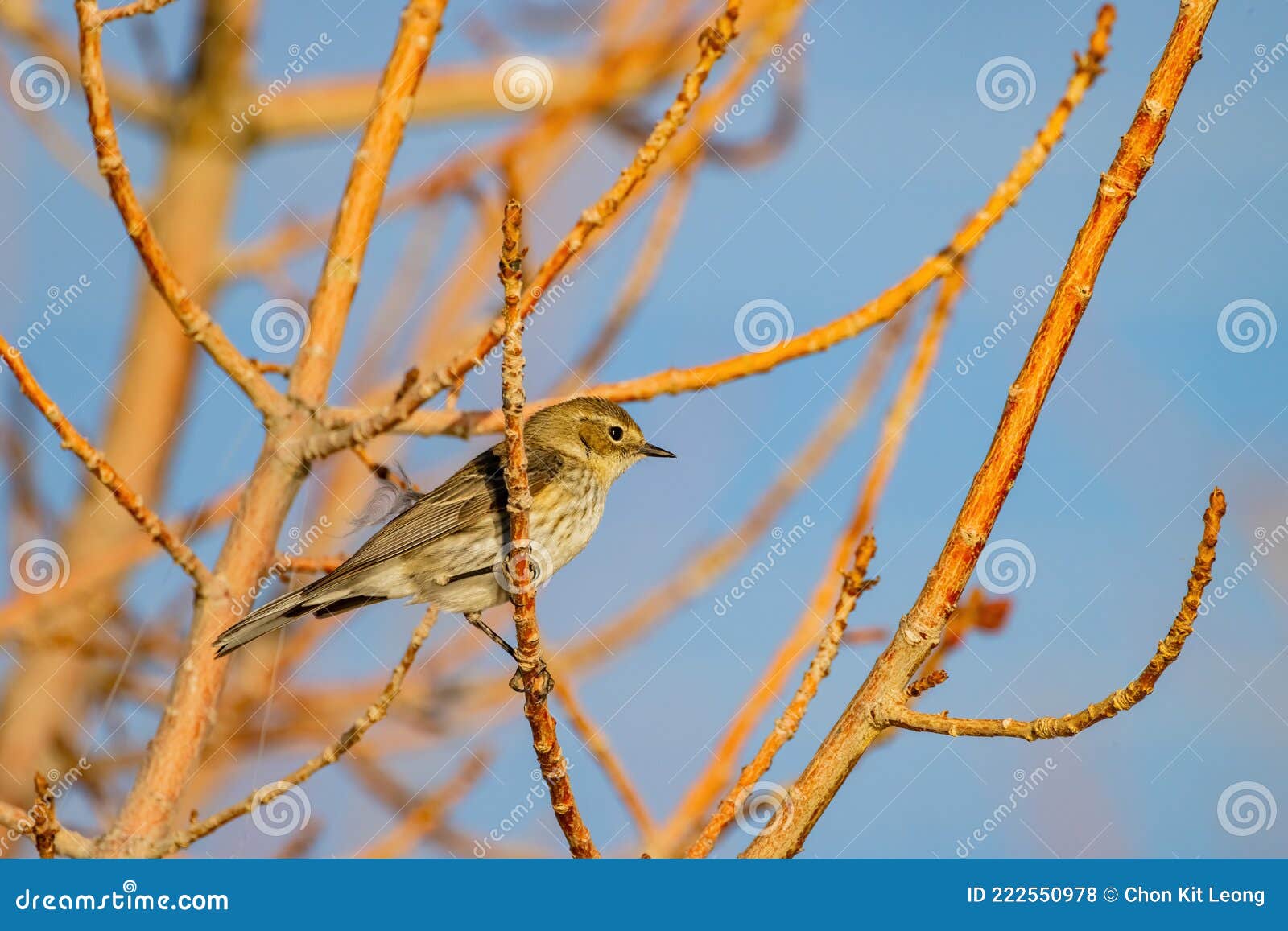 Close Up Shot of a Beautiful Say`s Phoebe Stock Photo - Image of people ...