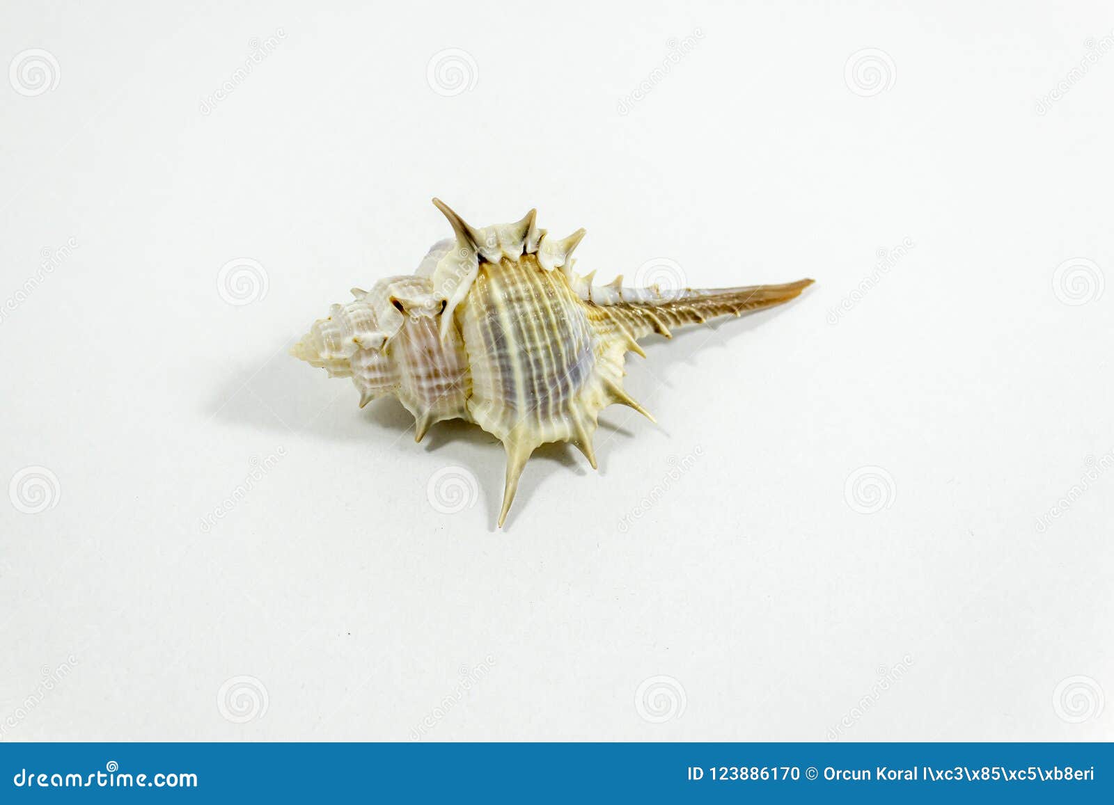 Close-up Shot of Beautiful Seashell with White Background Stock Photo ...