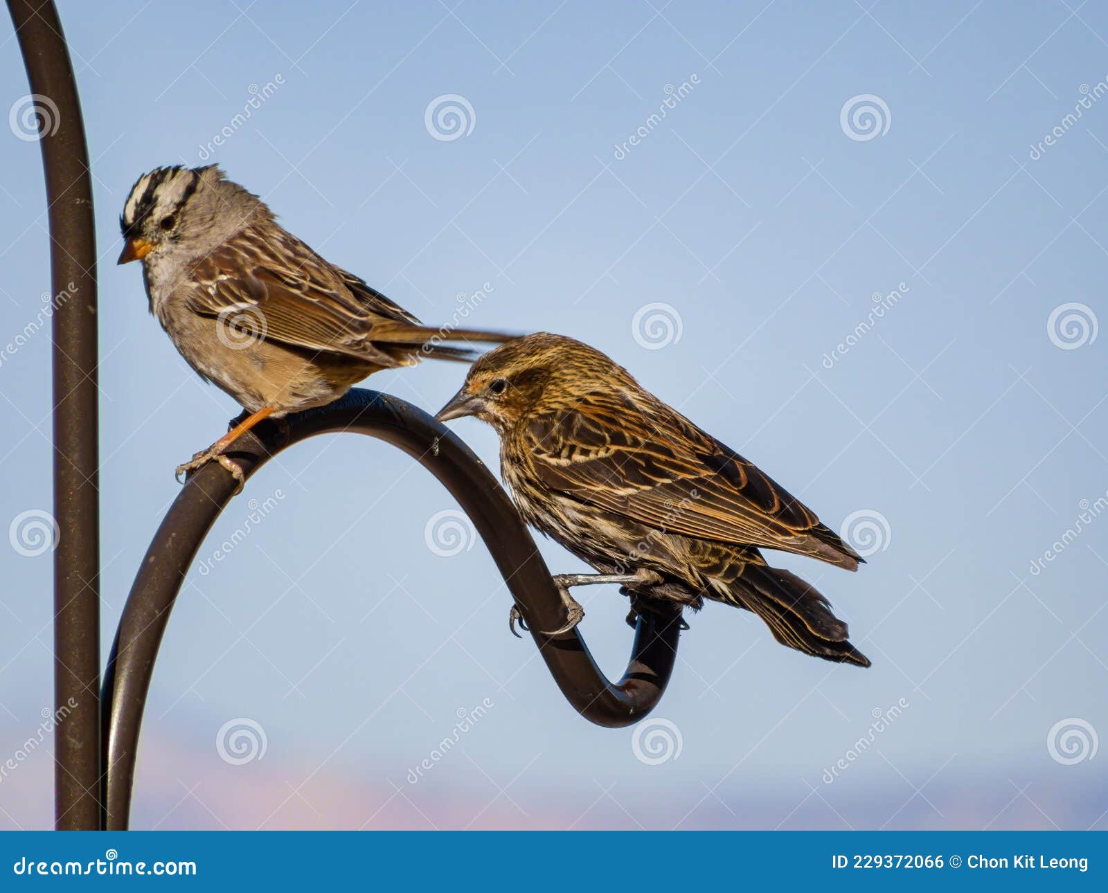 Close Up Shot of a Beautiful Sparrow Stock Photo - Image of nature ...