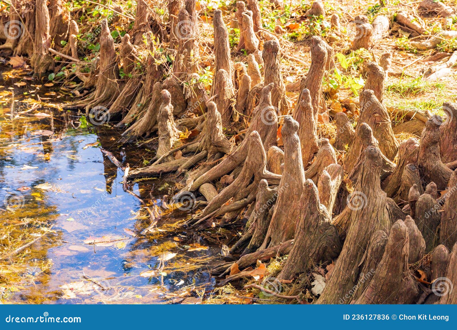 Close Up Shot of Beautiful Tree Root in the Will Rogers Gardens Stock ...