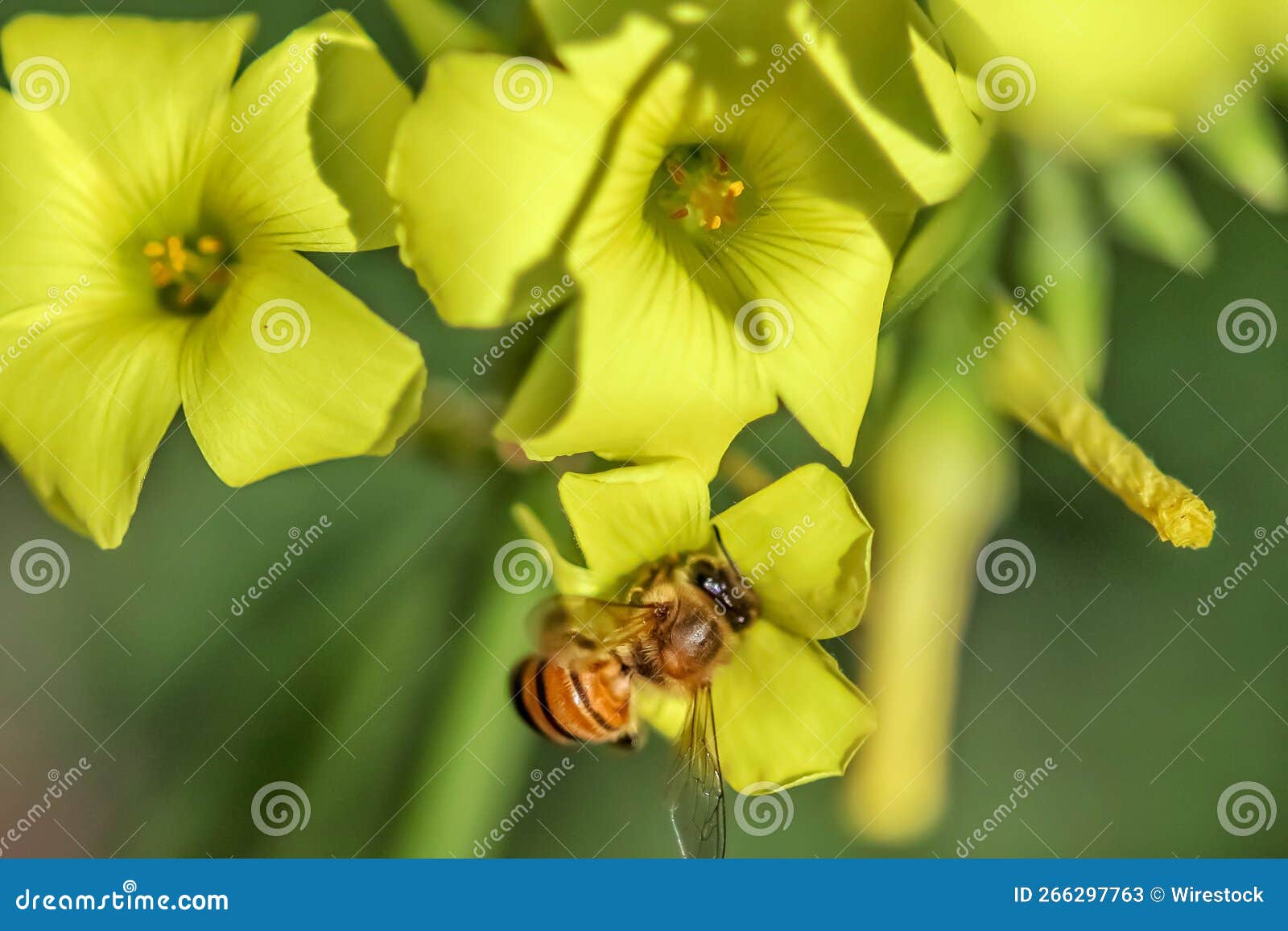 Close-up Shot of a Bee Drinking Nectar from a Yellow Oxalis Stock Image ...