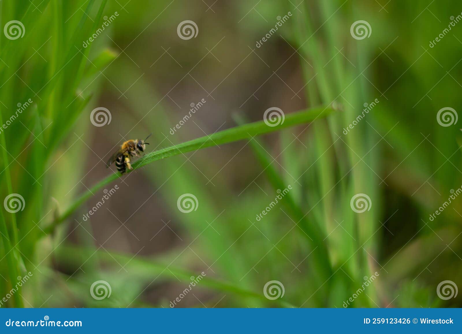 Close-up Shot of a Bee on the Grass Stock Photo - Image of grass ...