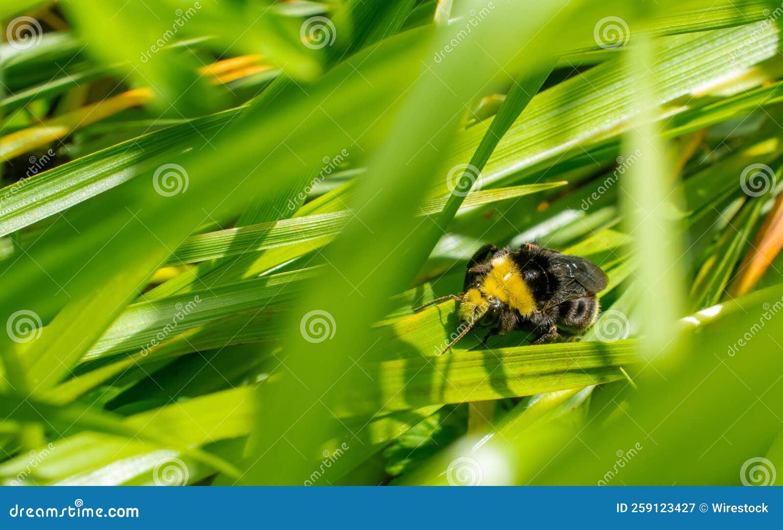 Close-up Shot of a Bee on the Grass Stock Image - Image of plant ...