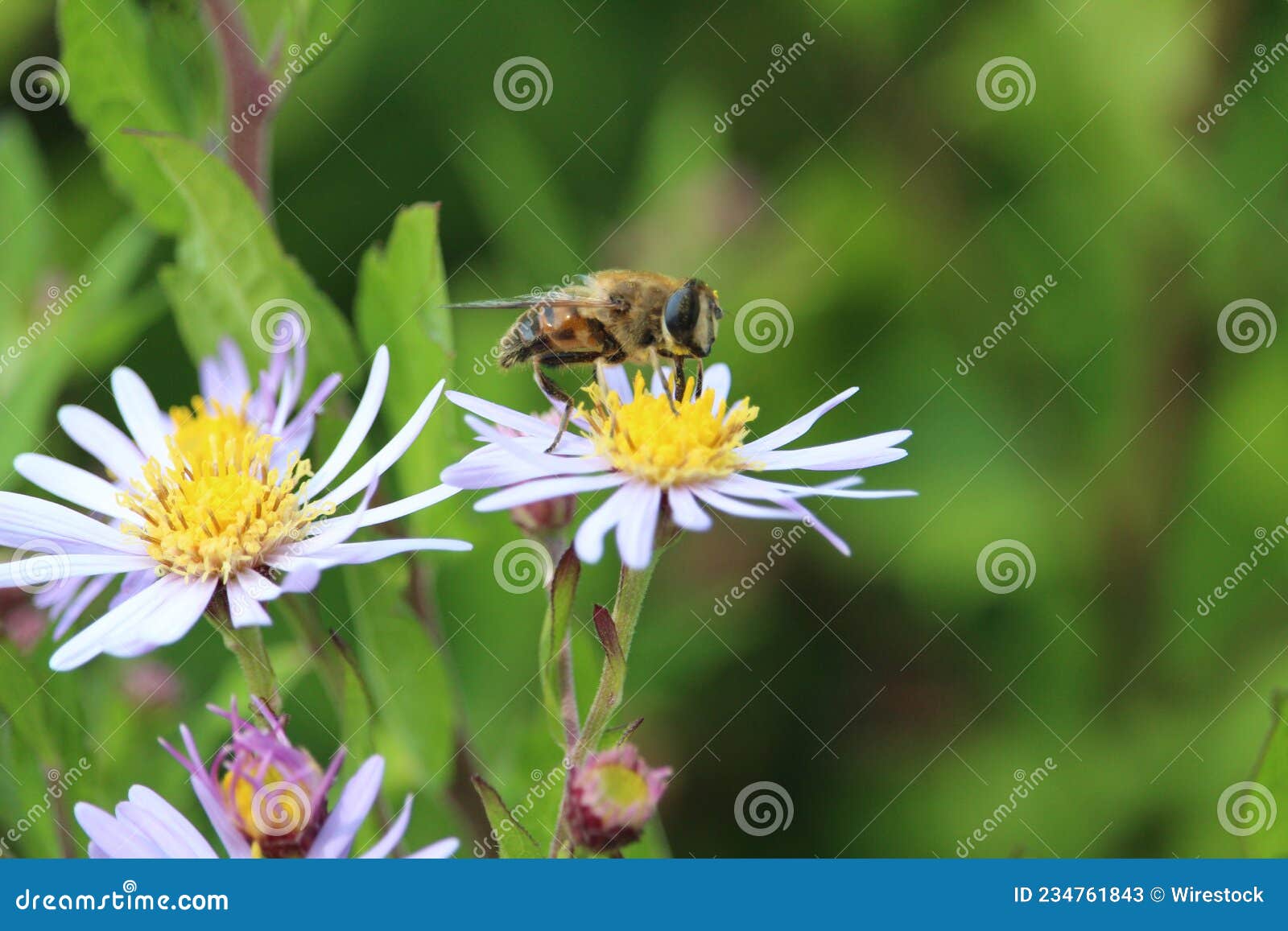Close-up Shot of a Bee on a White Flower Stock Image - Image of animal ...