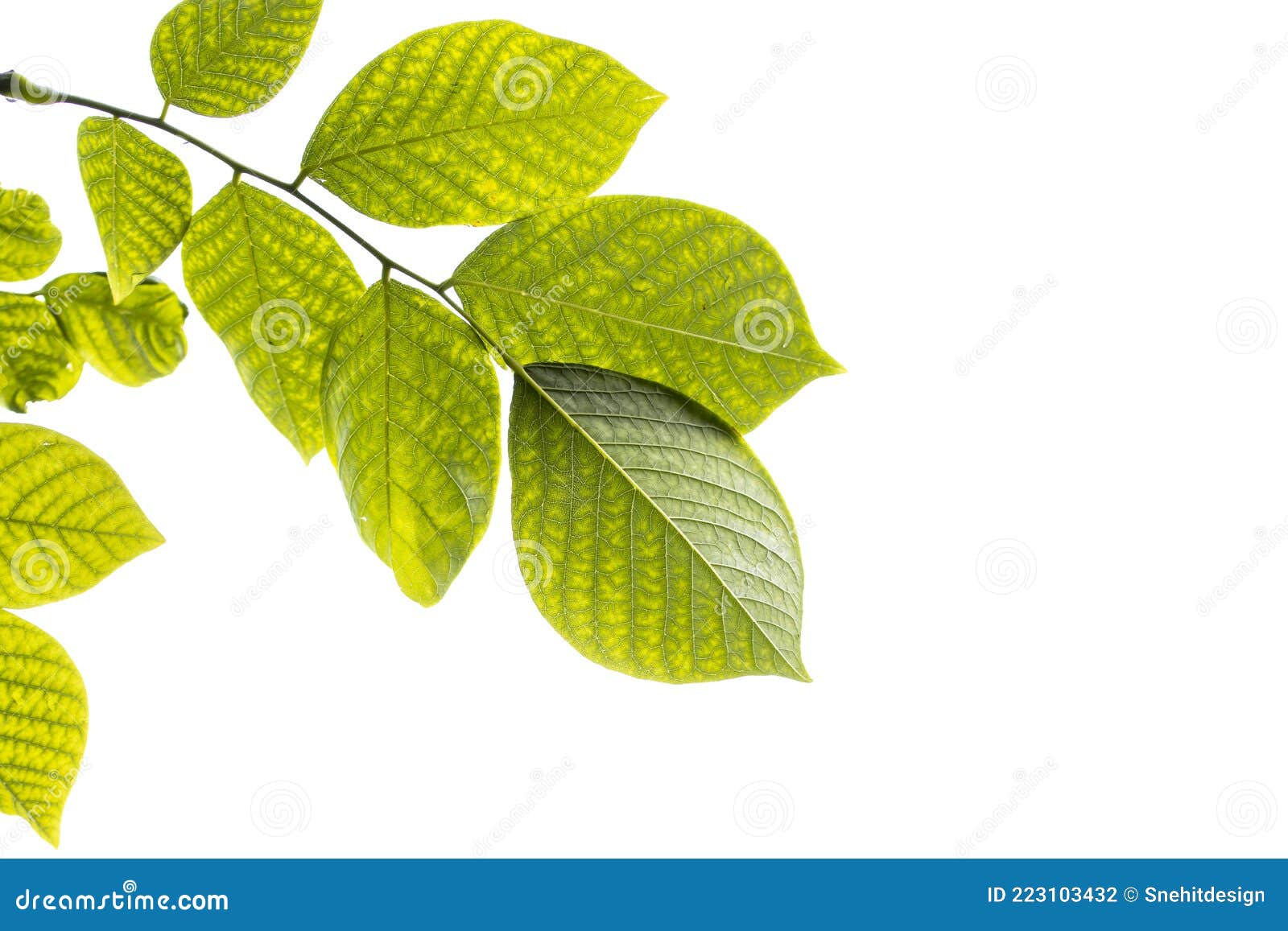 Beech Tree Leaves on White Background Stock Photo - Image of life, shot ...