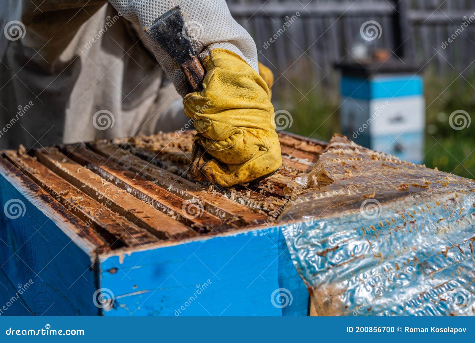Close Up Shot of a Beehive Being Opened with a Metallic Tool by ...