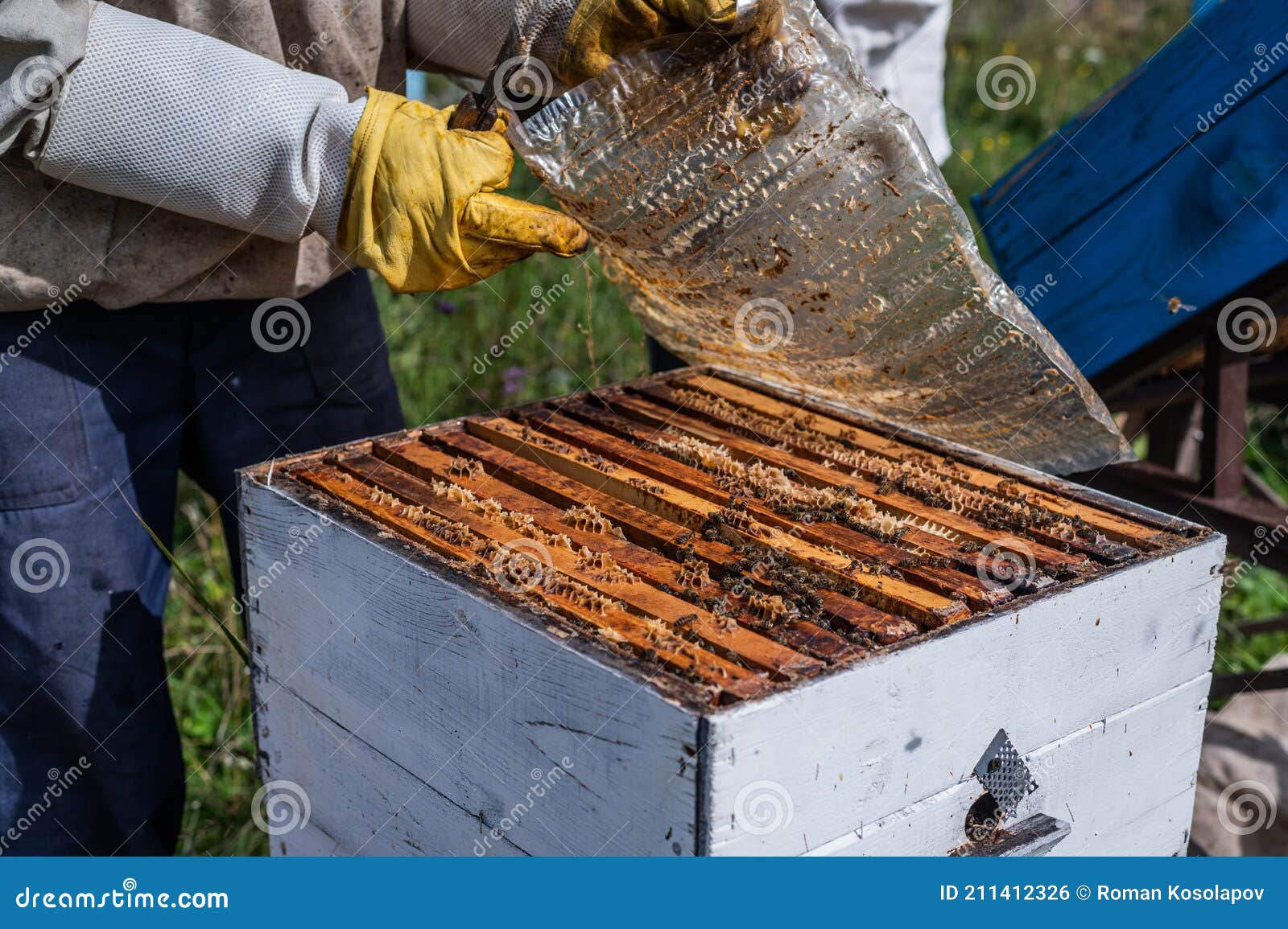 Close Up Shot of a Beehive Being Opened with a Metallic Tool by ...