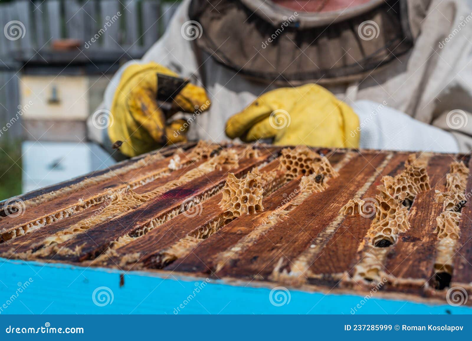 Close Up Shot of a Beehive Being Opened with a Metallic Tool by ...