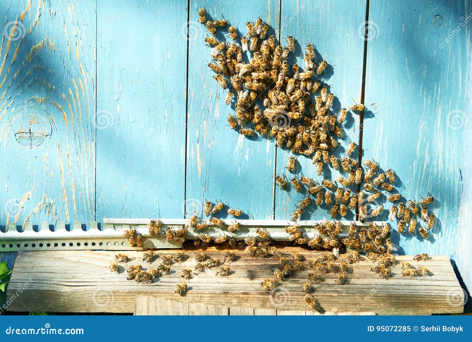 Close Up Shot of Bees on Apiary Stock Image - Image of bees, apiary ...