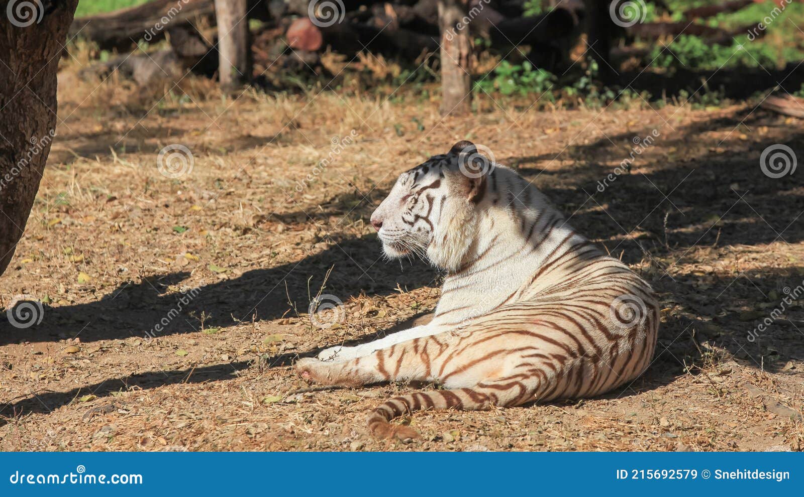 Close Up Shot of Bengal Tiger Under Tree Stock Image - Image of close ...