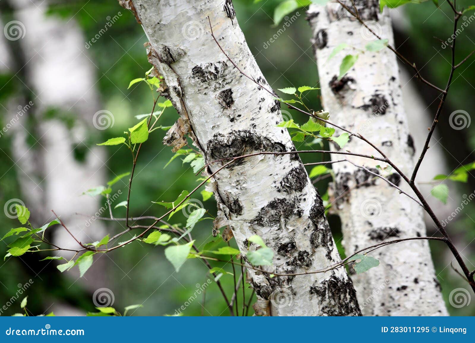 Close-up Shot of the Birch Tree Stock Image - Image of asia, branch ...