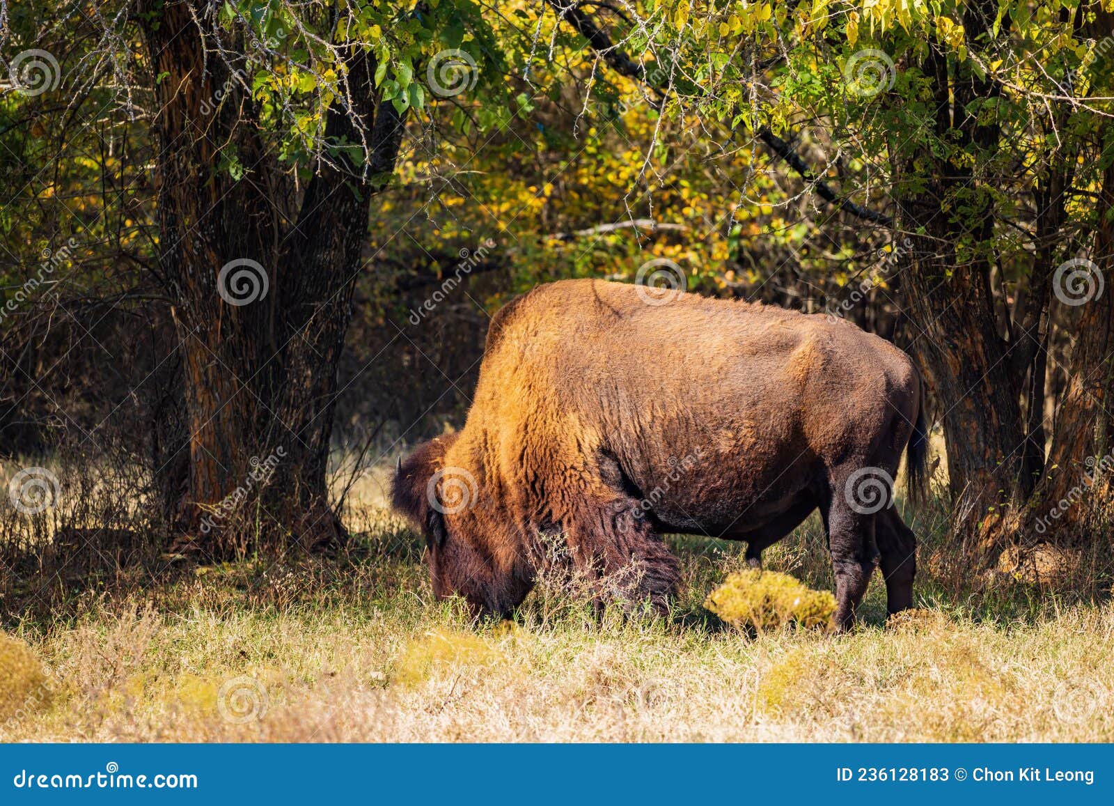 Close Up Shot of Bison Eating Grass Stock Image - Image of exterior ...