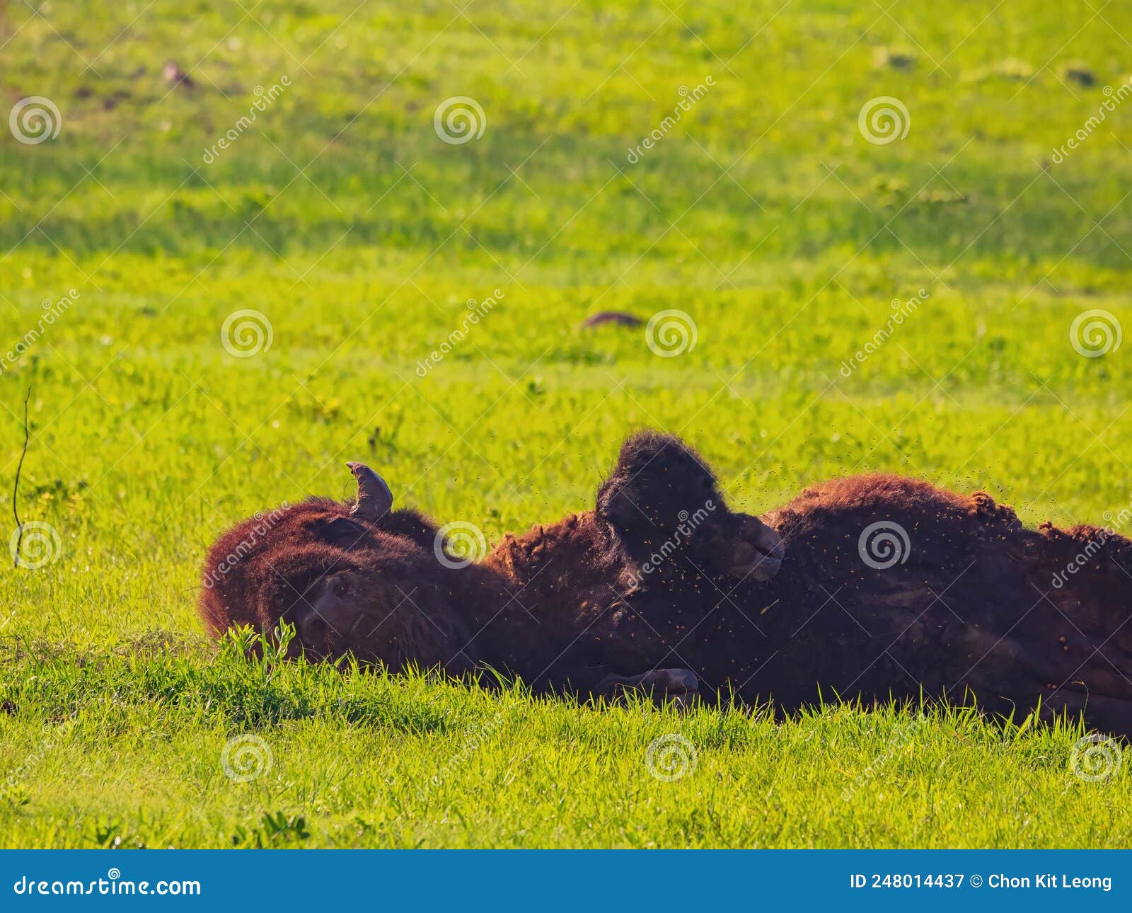 Close Up Shot of Bison Scratching it`s Back Stock Image - Image of ...