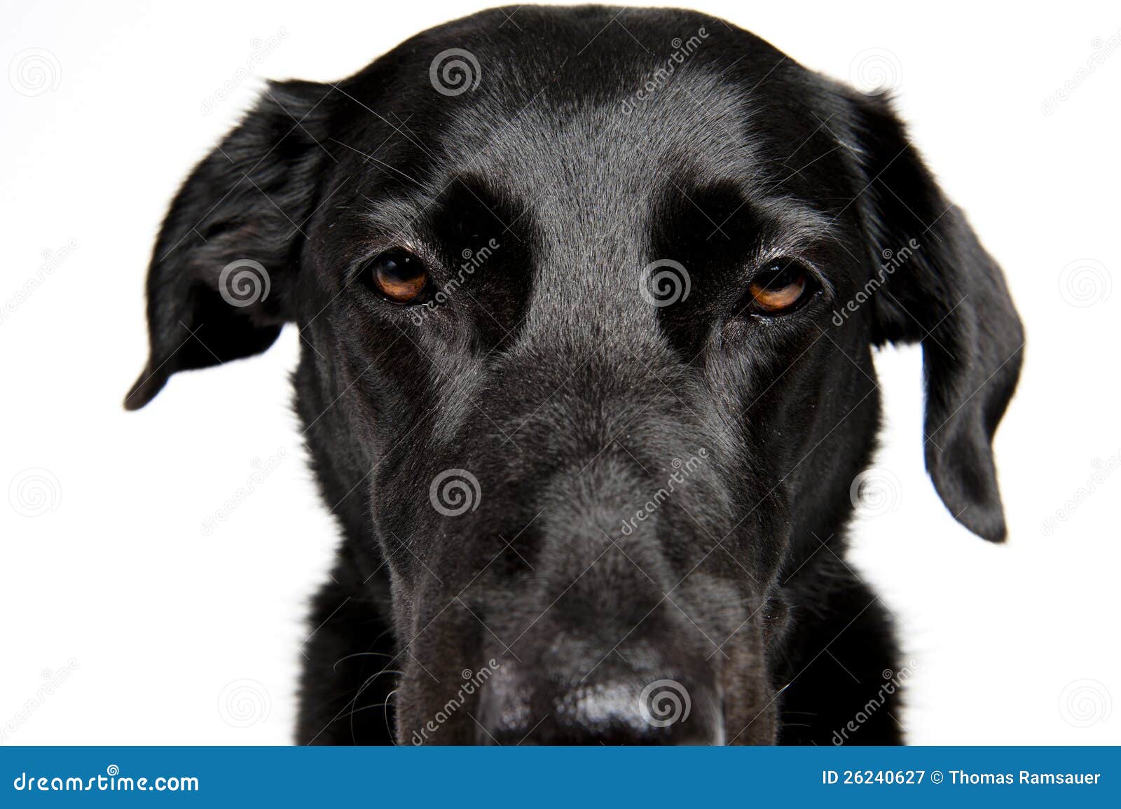 Close-Up Shot of a Black Labrador Stock Image - Image of looking ...