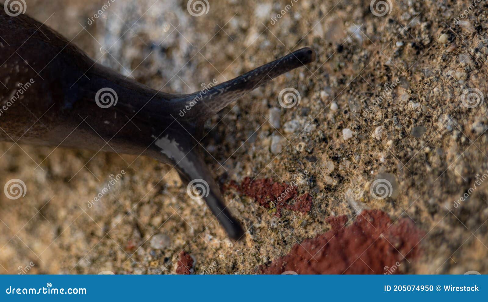 Close Up Shot of a Black Slug Moving on the Ground Stock Photo - Image ...