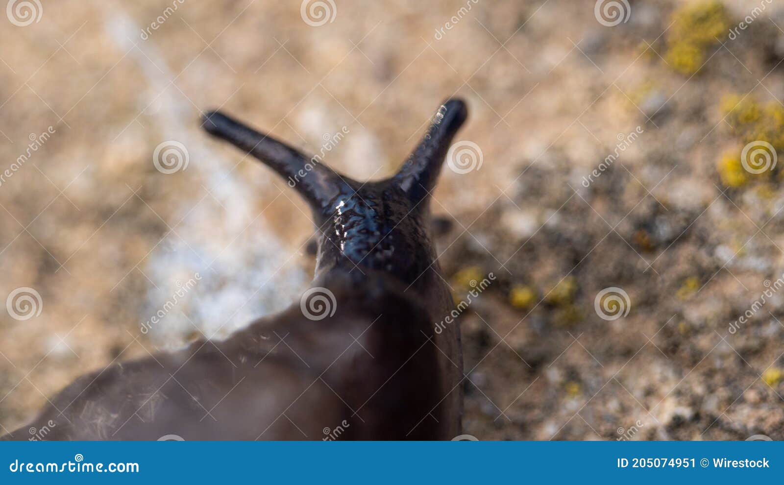 Close Up Shot of a Black Slug Moving on Th Stock Image - Image of dark ...