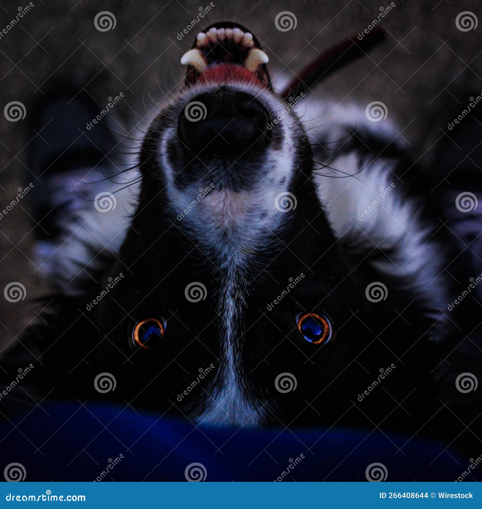Close-up Shot of a Black and White Border Collie Stock Photo - Image of ...