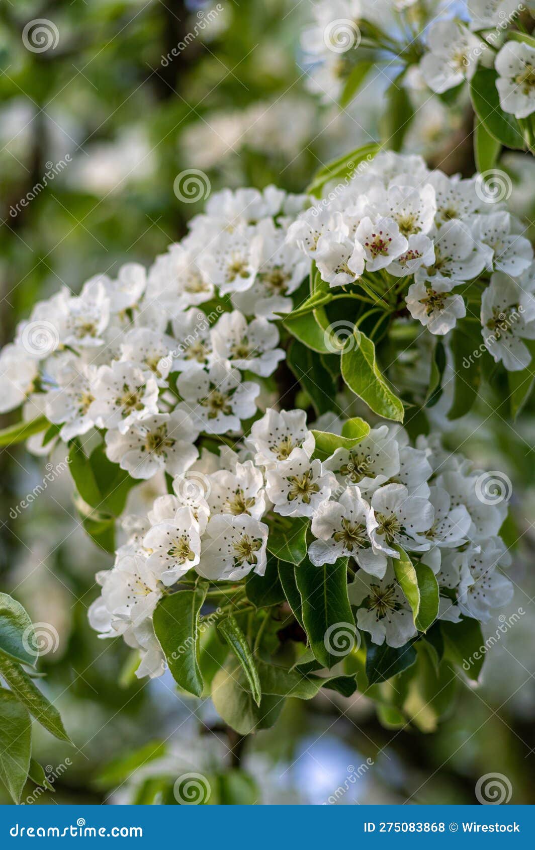 Close-up Shot of a Blooming Tree in Springtime Stock Photo - Image of ...