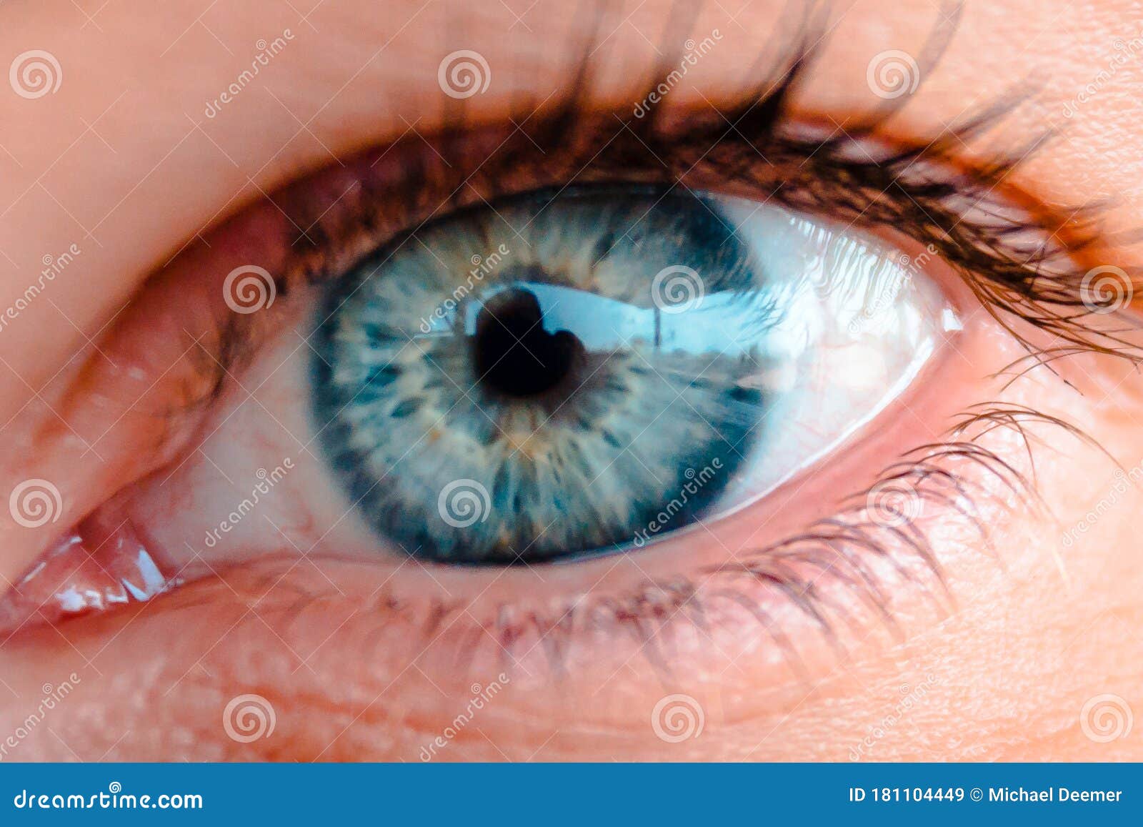Close Up Shot of a Blue Eye Stock Image - Image of close, blue: 181104449