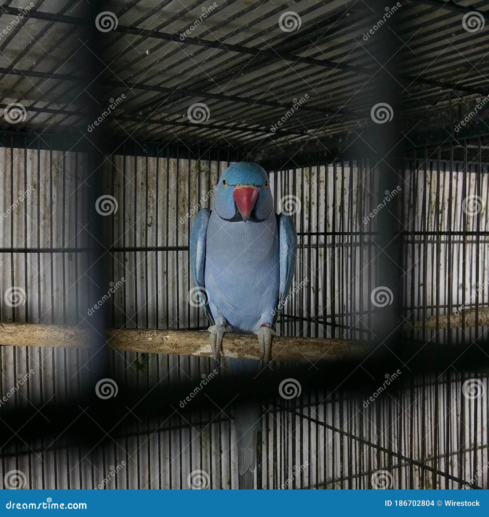 Close Up Shot of a Blue Parrot with Red Beak in a Metallic Cage Stock ...