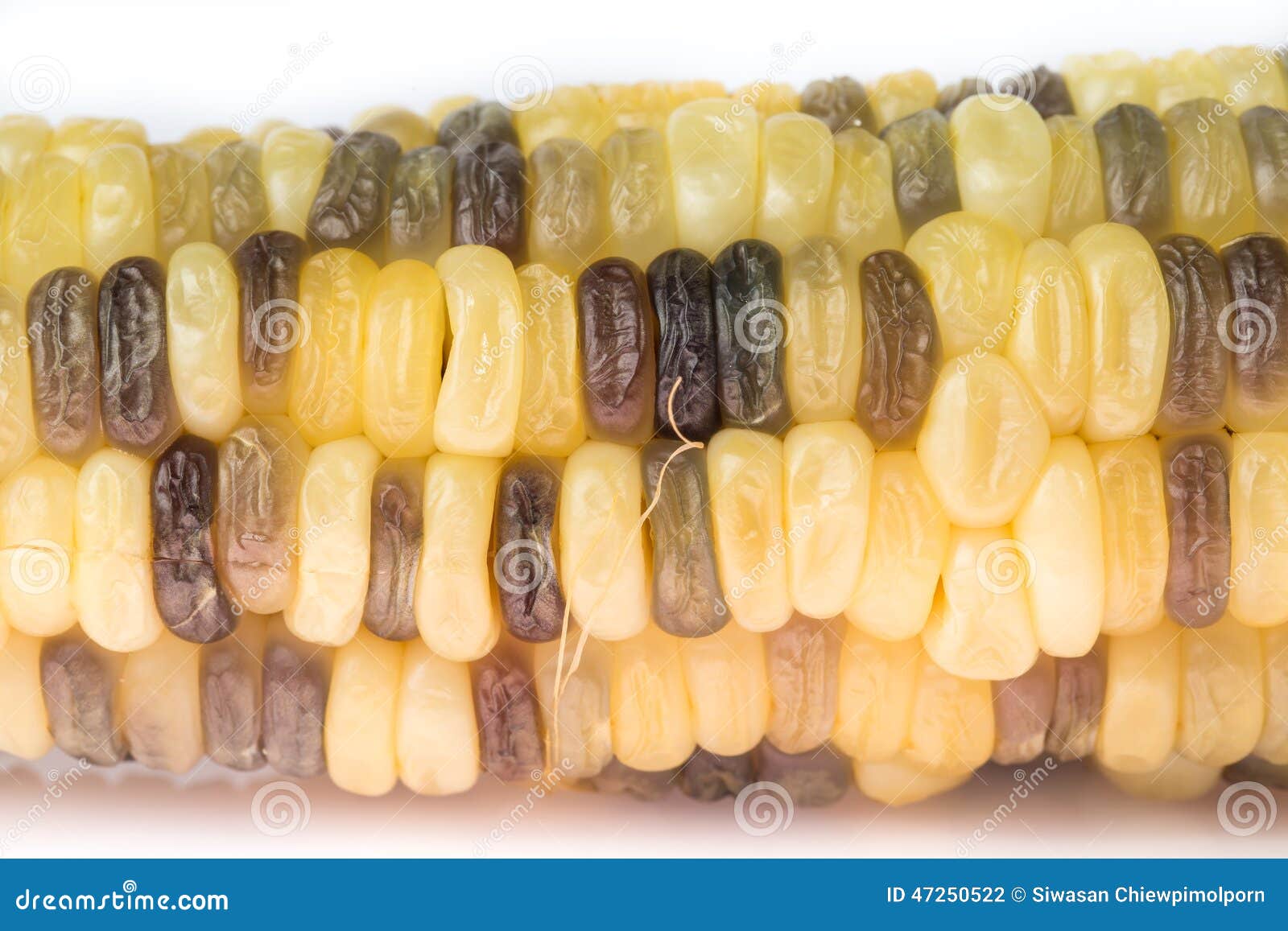 Close Up Shot of Boiled Waxy Corn Stock Photo - Image of sweet, closeup ...
