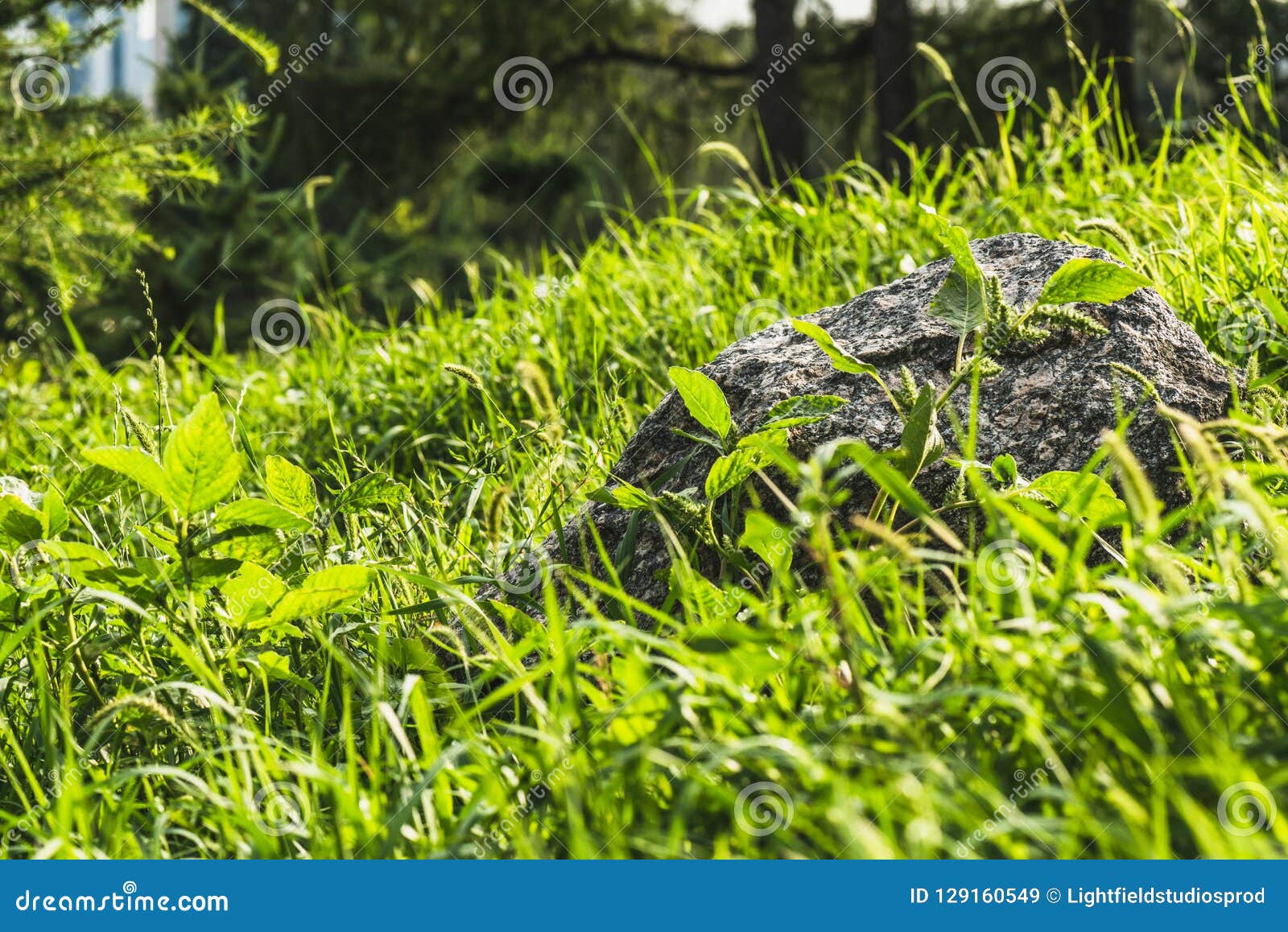 Close-up Shot of Boulder Lying in Green Grass Stock Image - Image of ...