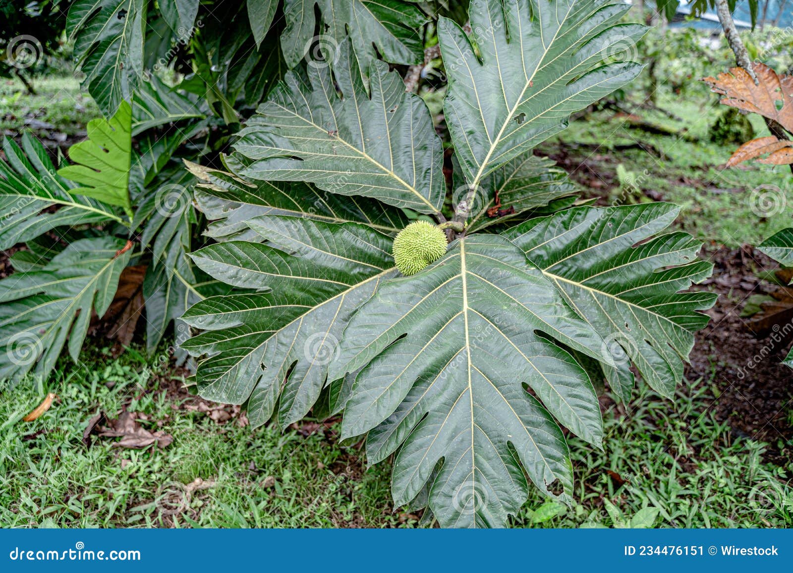Close-up Shot of a Breadfruit Tree in Ecuador Rainforest Stock Image ...