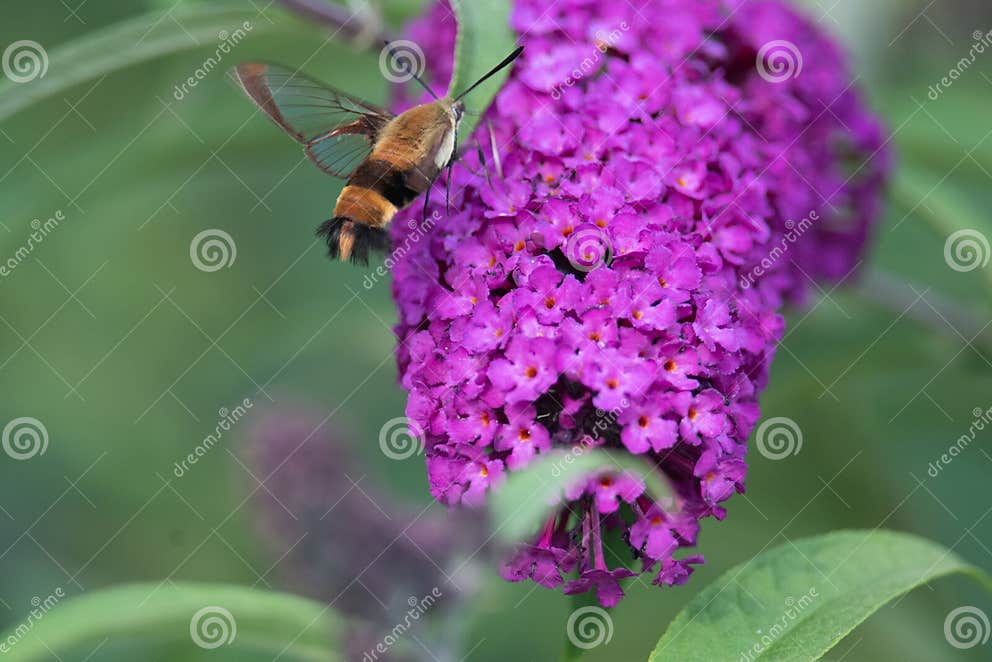 Close-up Shot of a Broad-bordered Bee Hawk-moth on a Lilac Stock Image ...