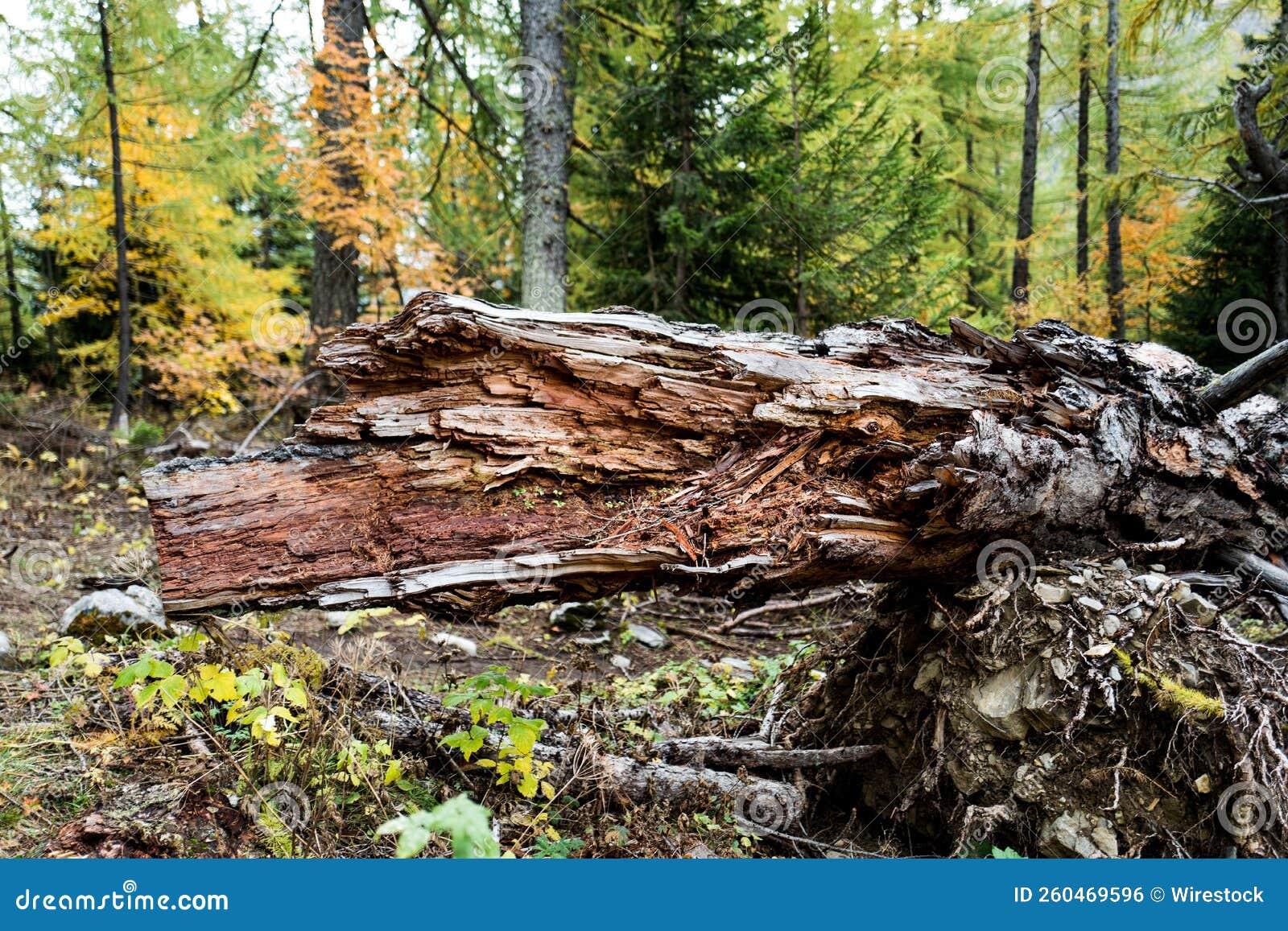 Close-up Shot of a Broken Tree Trunk in a Forest Stock Photo - Image of ...