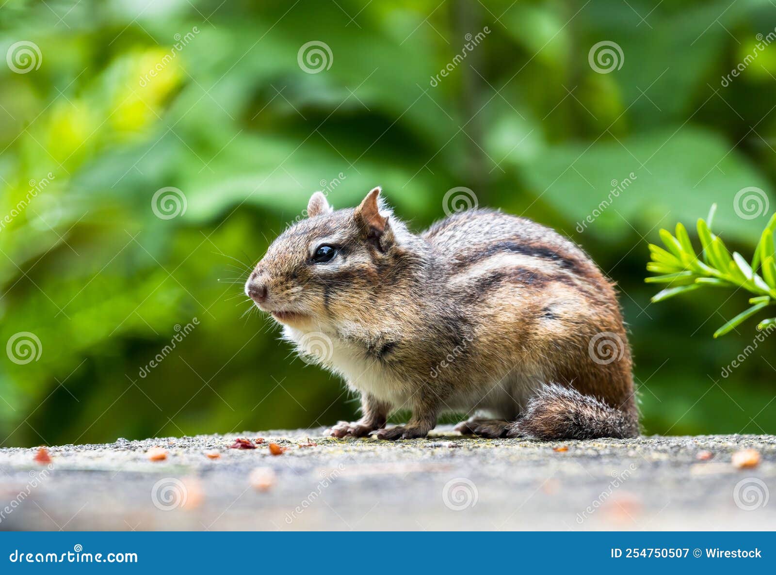 Close-up Shot of a Brown Chipmunk in a Green Blur Stock Image - Image ...