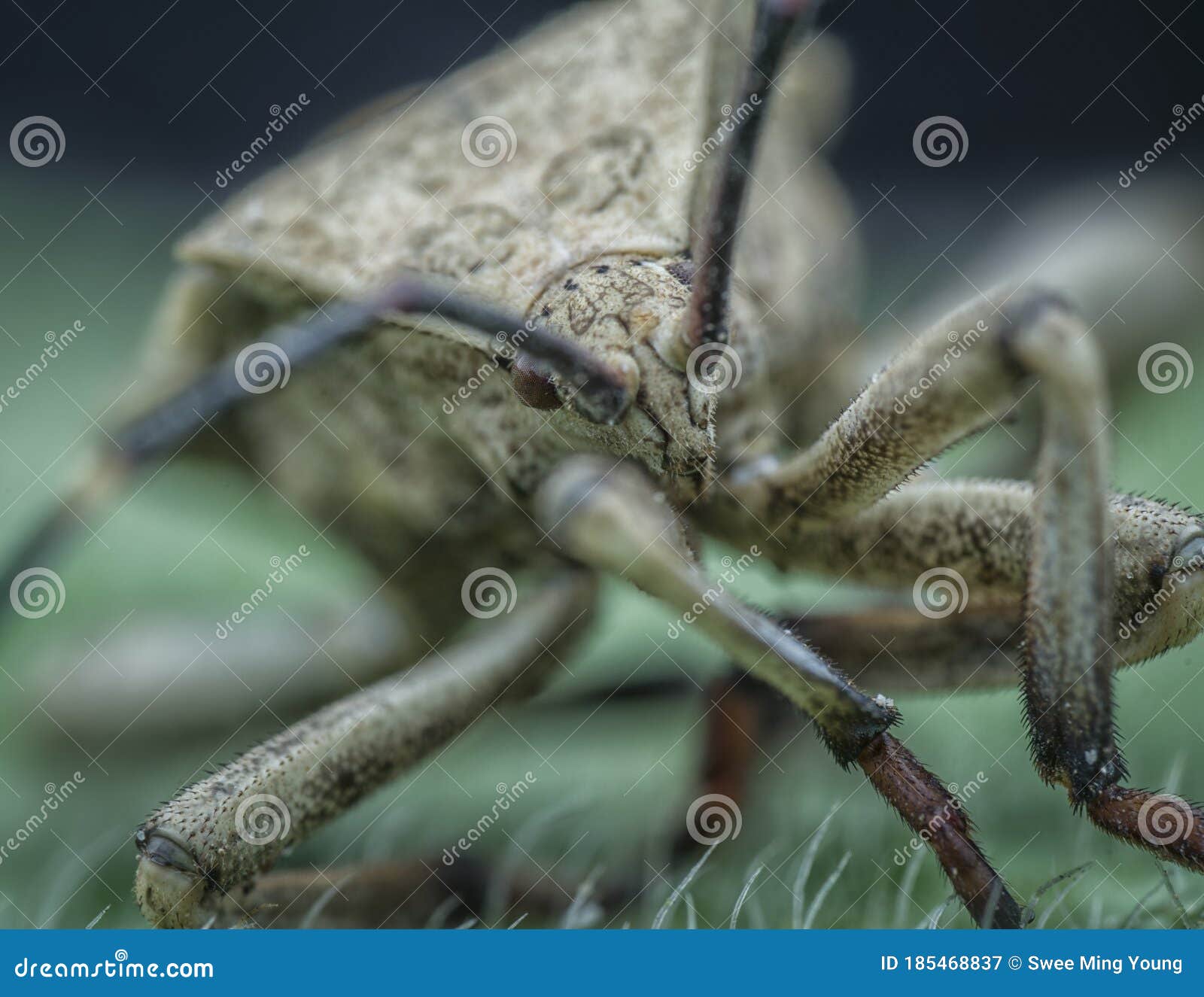 Close Up Shot of Brown Coreid Leaf Footed Bug Stock Image - Image of ...