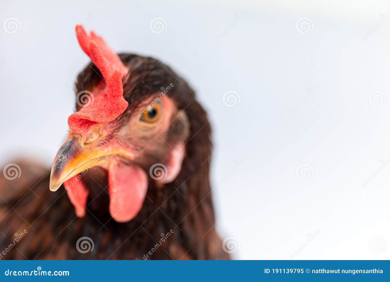 Close-up Shot of Brown Hen`s Face Stock Image - Image of farming ...