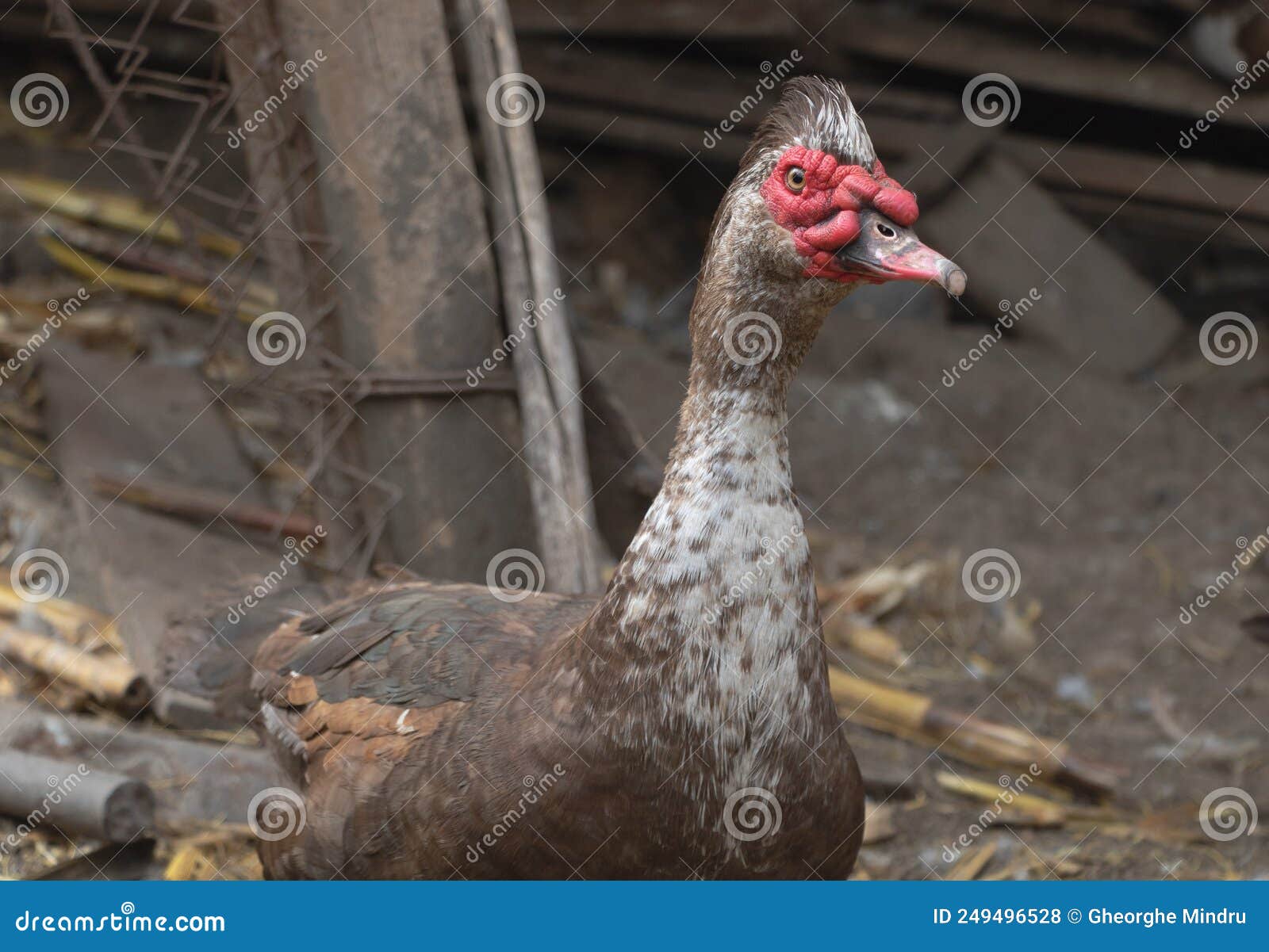 Close Up Shot of a Brown Muscovy Duck Stock Photo - Image of color ...