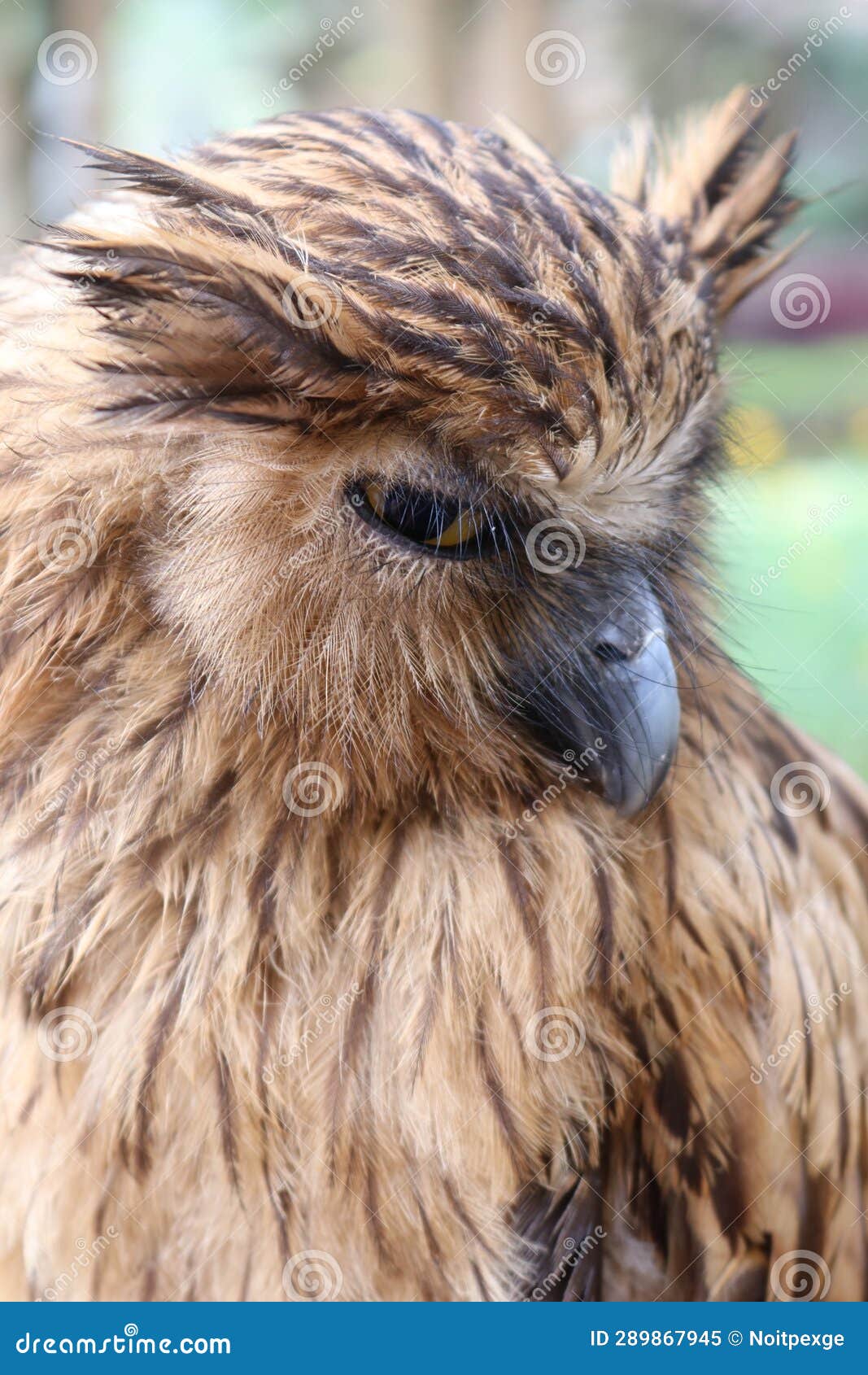 Close Up Shot of Brown Owl at the Daytime Stock Image - Image of ...