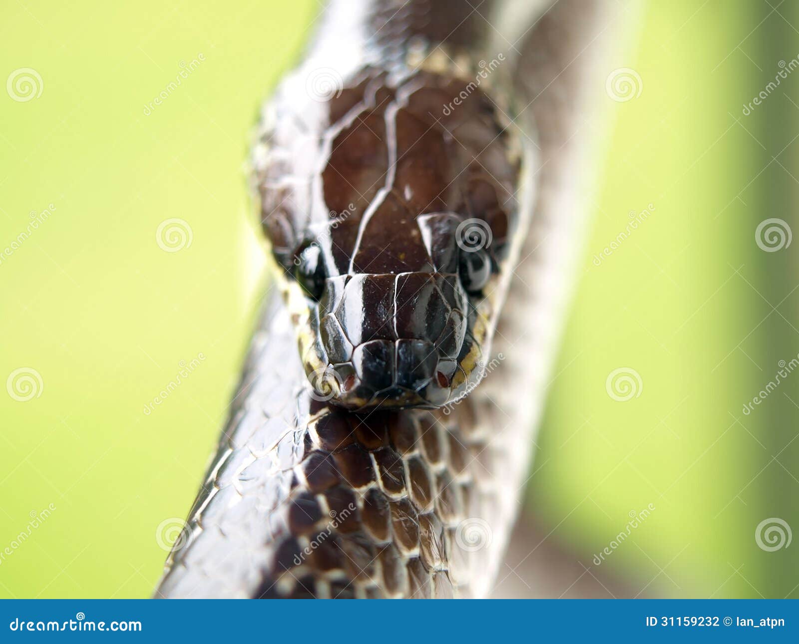 Close Up Shot Of Brown Snake Stock Photography | CartoonDealer.com ...
