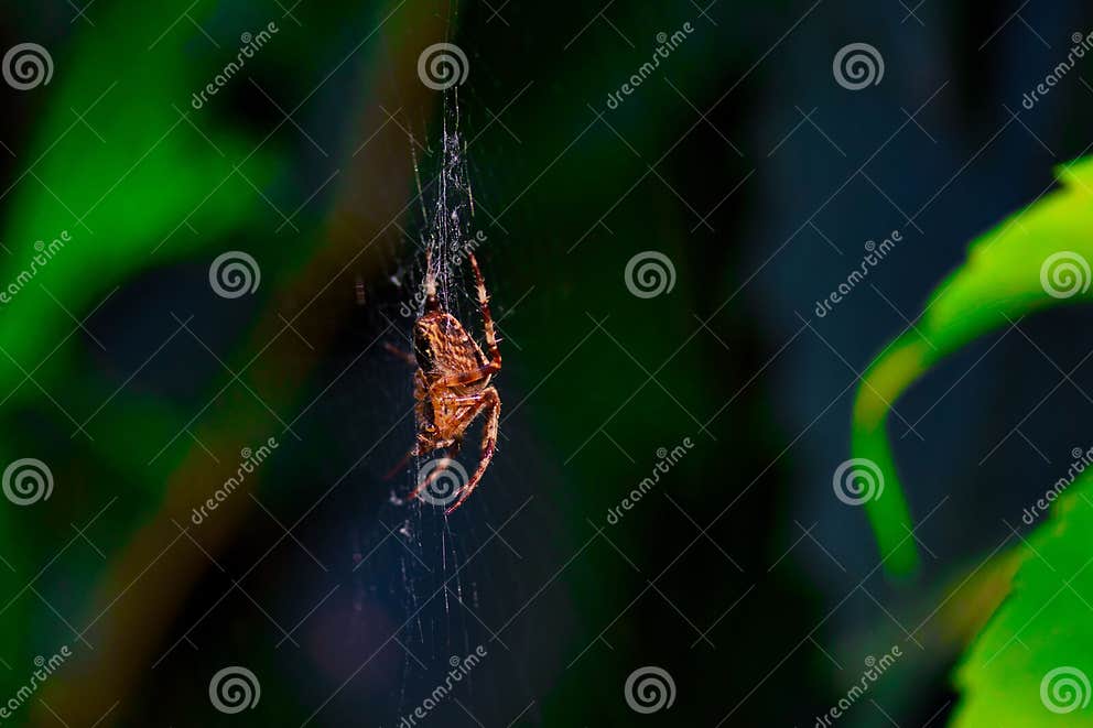 Close-up Shot of a Brown Spider on Its Cobweb Stock Photo - Image of ...