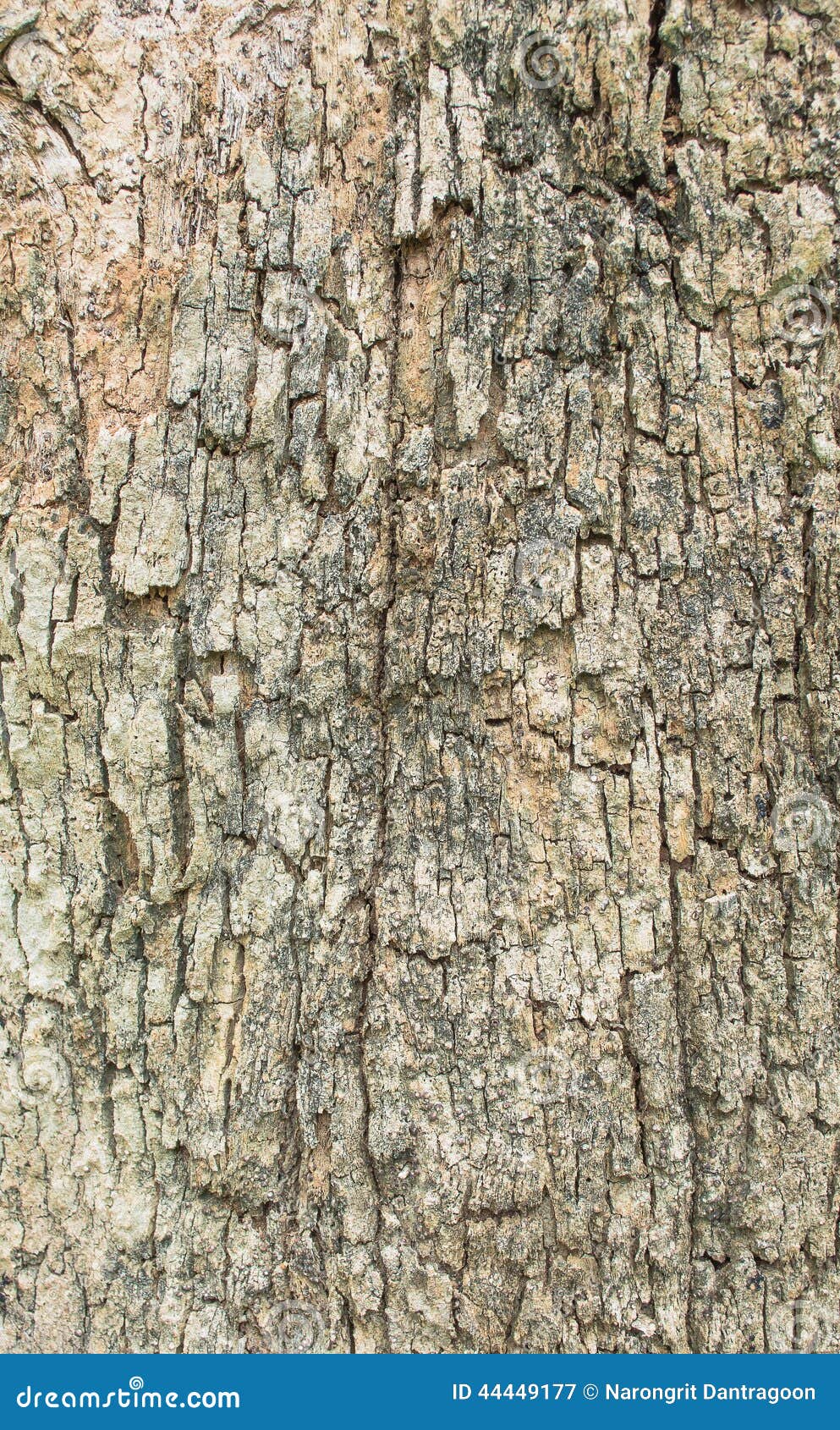 Close Up Shot of Brown Tree Bark Texture . Stock Image - Image of ...