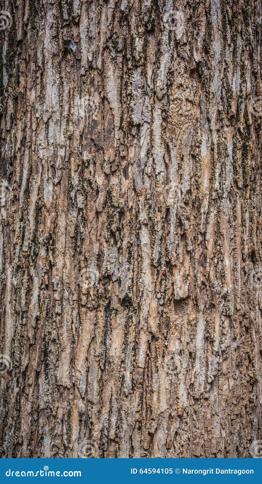 Close Up Shot of Brown Tree Bark Texture. Stock Image - Image of ...