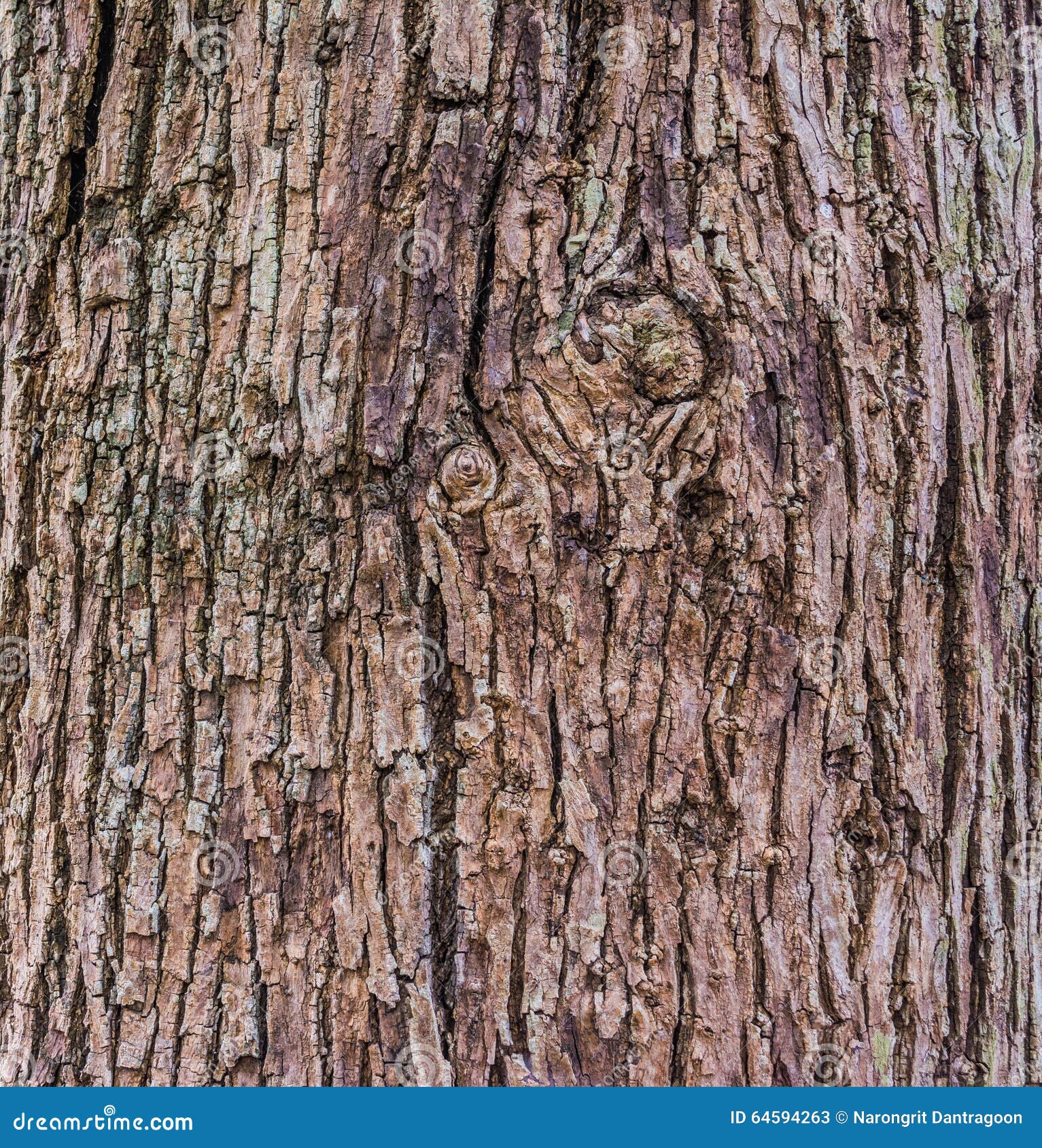 Close Up Shot of Brown Tree Bark Texture. Stock Image - Image of detail ...