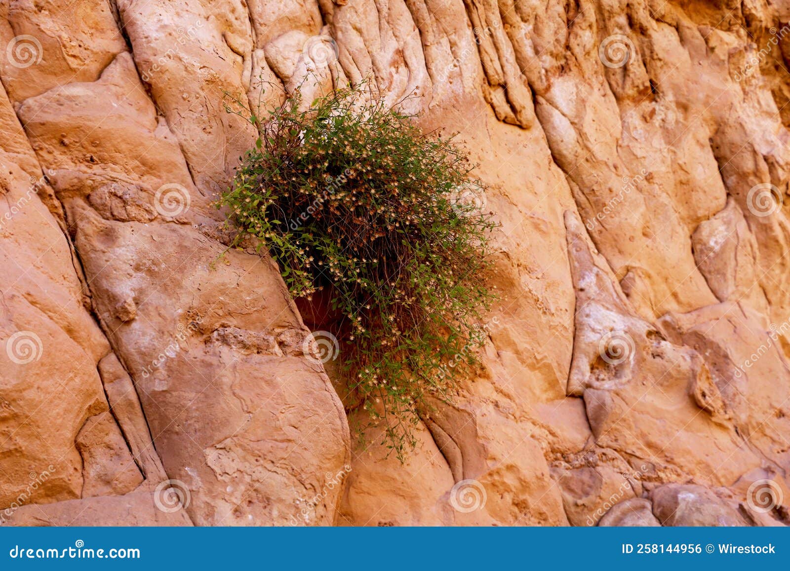 Close-up Shot of a Bush Growing on a Red Cliff Stock Photo - Image of ...