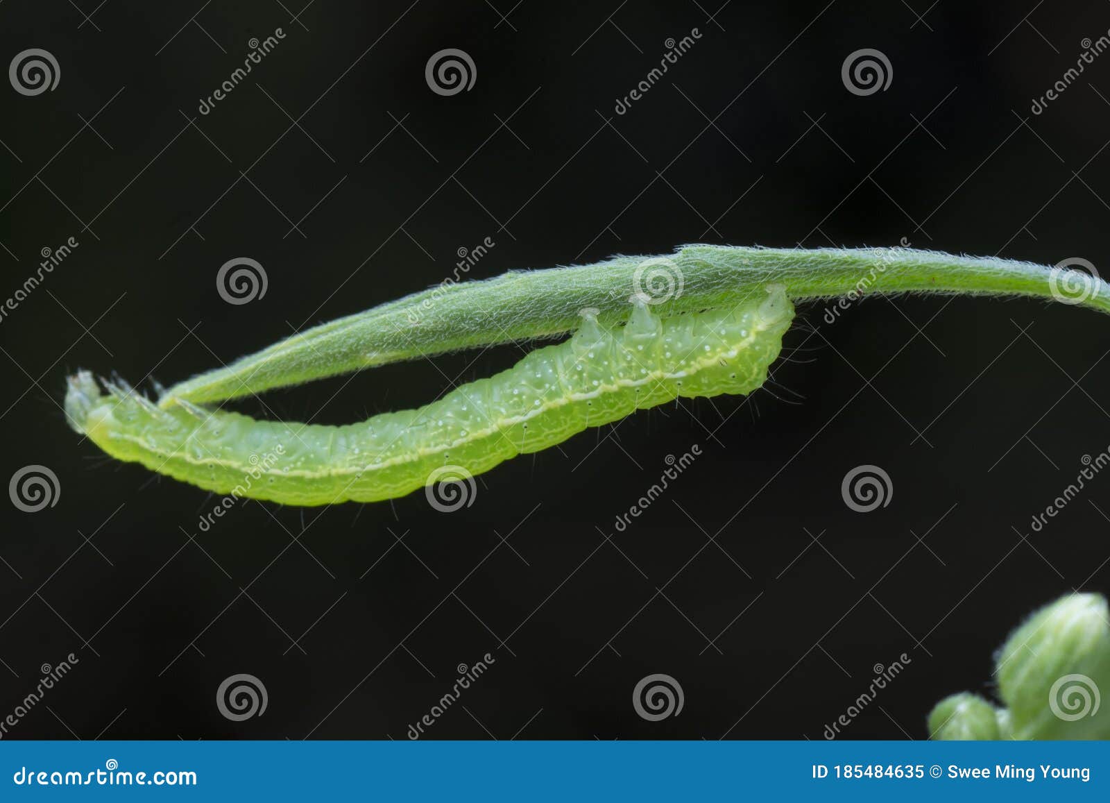Close Up Shot of Cabbage Semilooper Thysanoplusia Orichalcea Noctuidae ...