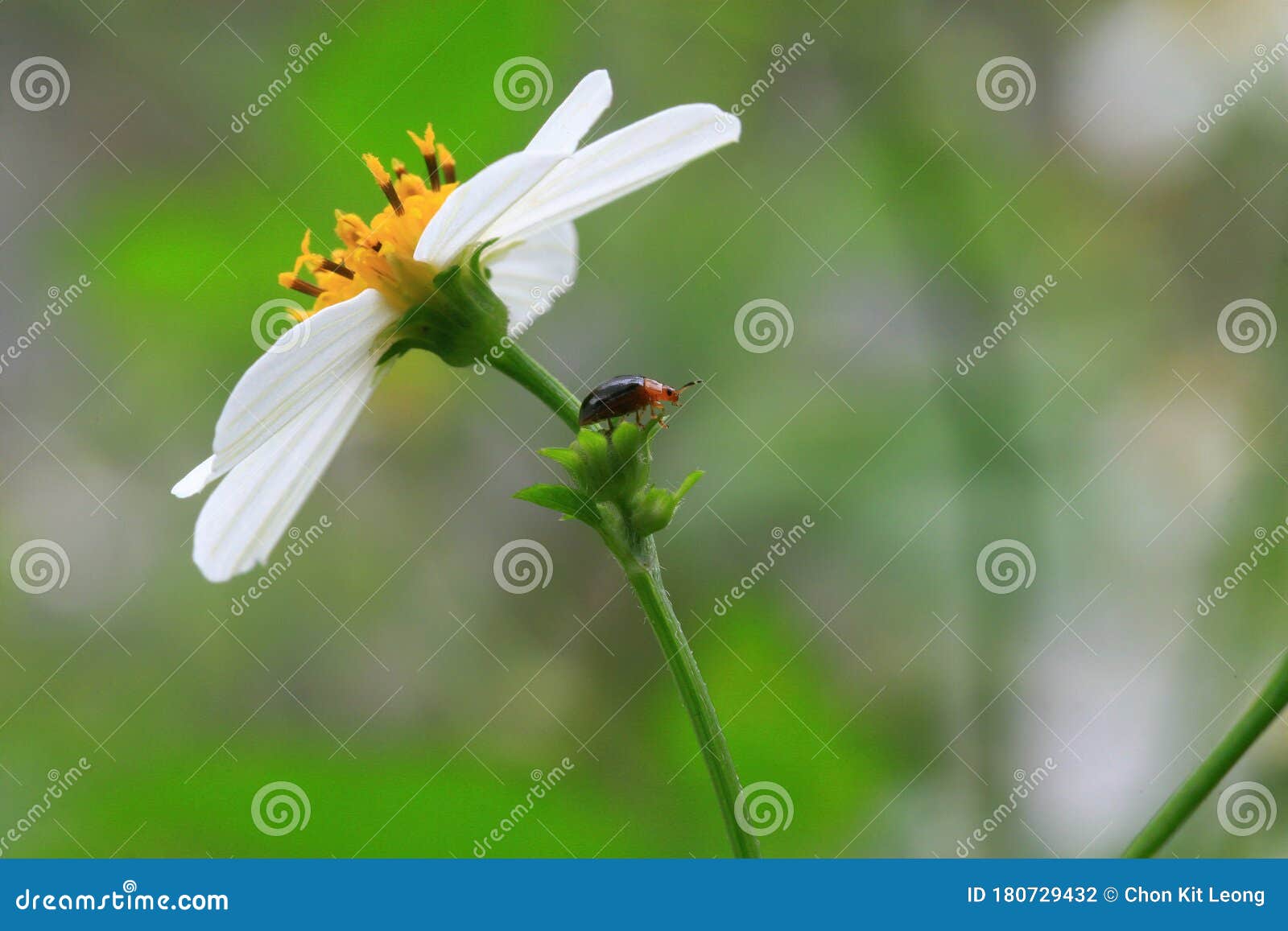 Close Up Shot of Cabbage Stem Flea Beetle Stock Photo - Image of petal ...