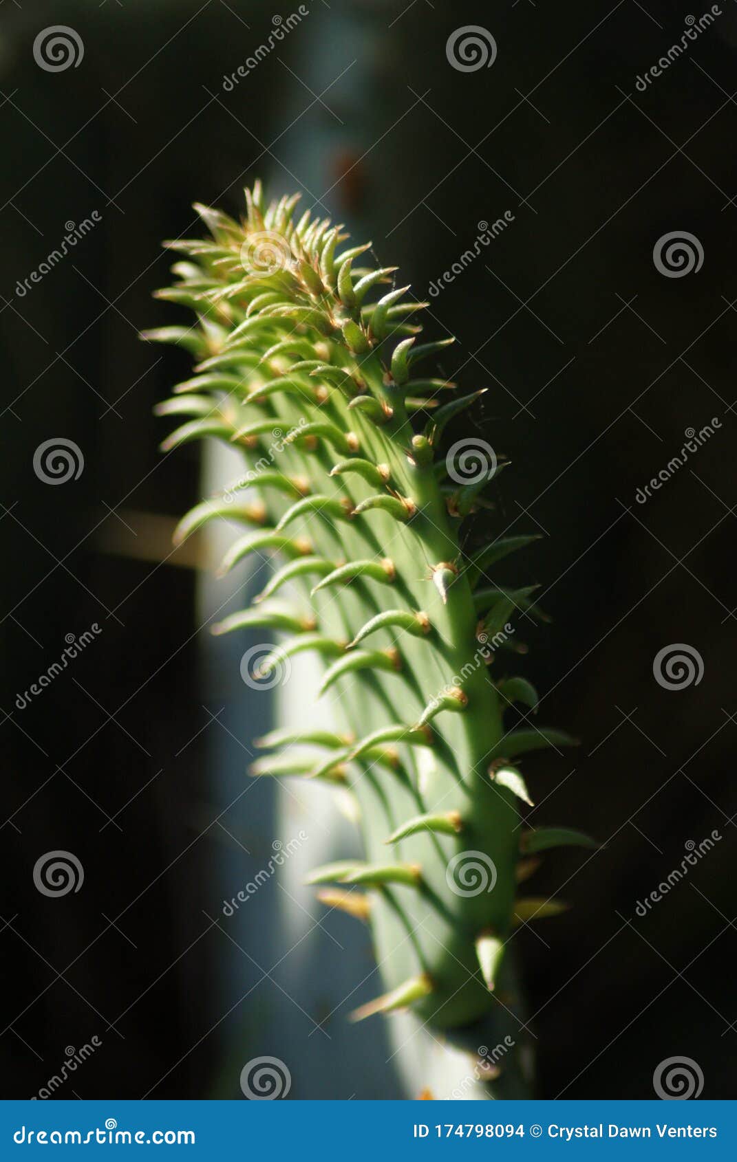 Cactus form stock photo. Image of texture, green, surface - 174798094