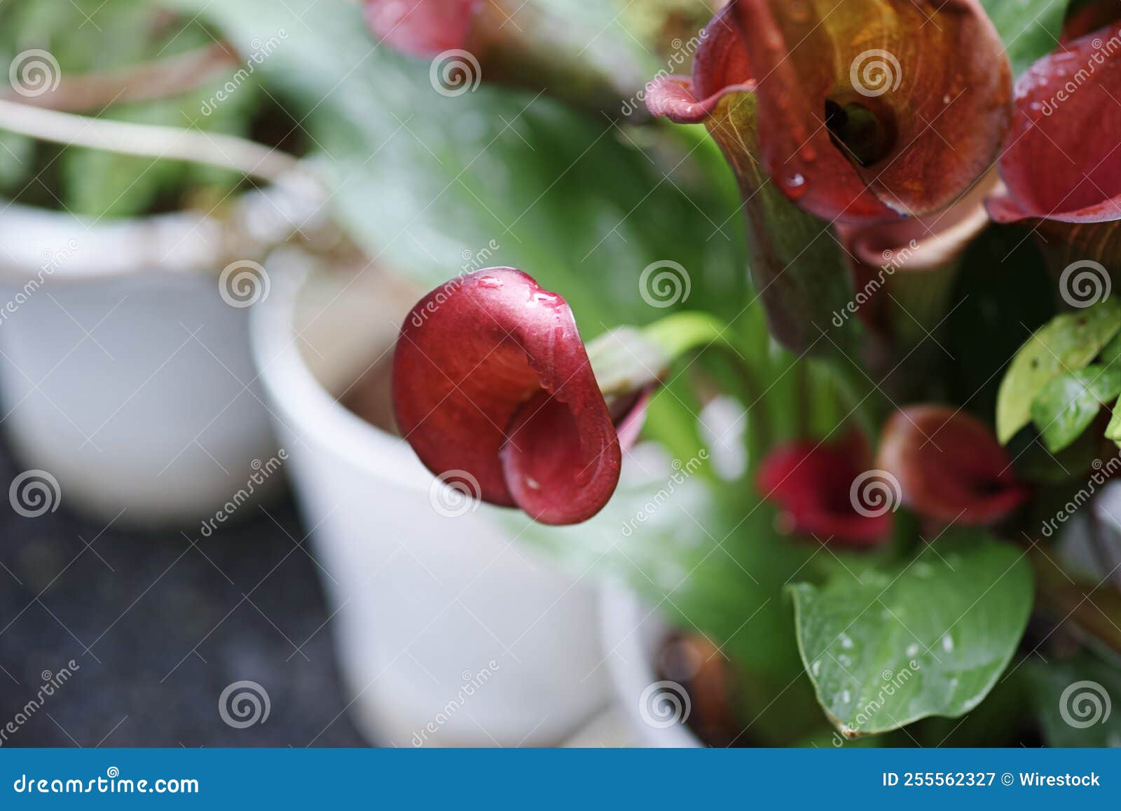 Close-up Shot of Calla Flowers Growing in a Pot Stock Image - Image of ...